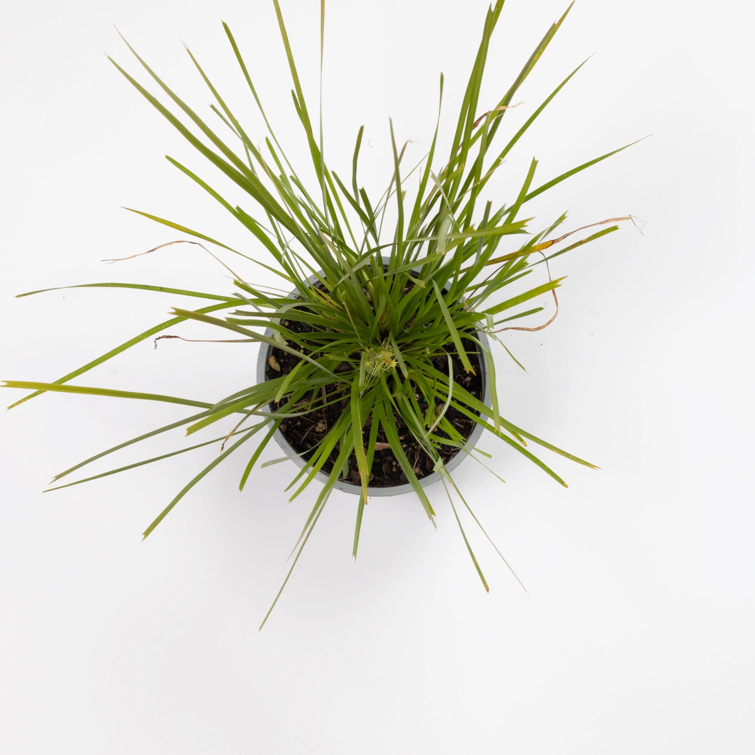 Lomandra lime tuff — Kauri Park