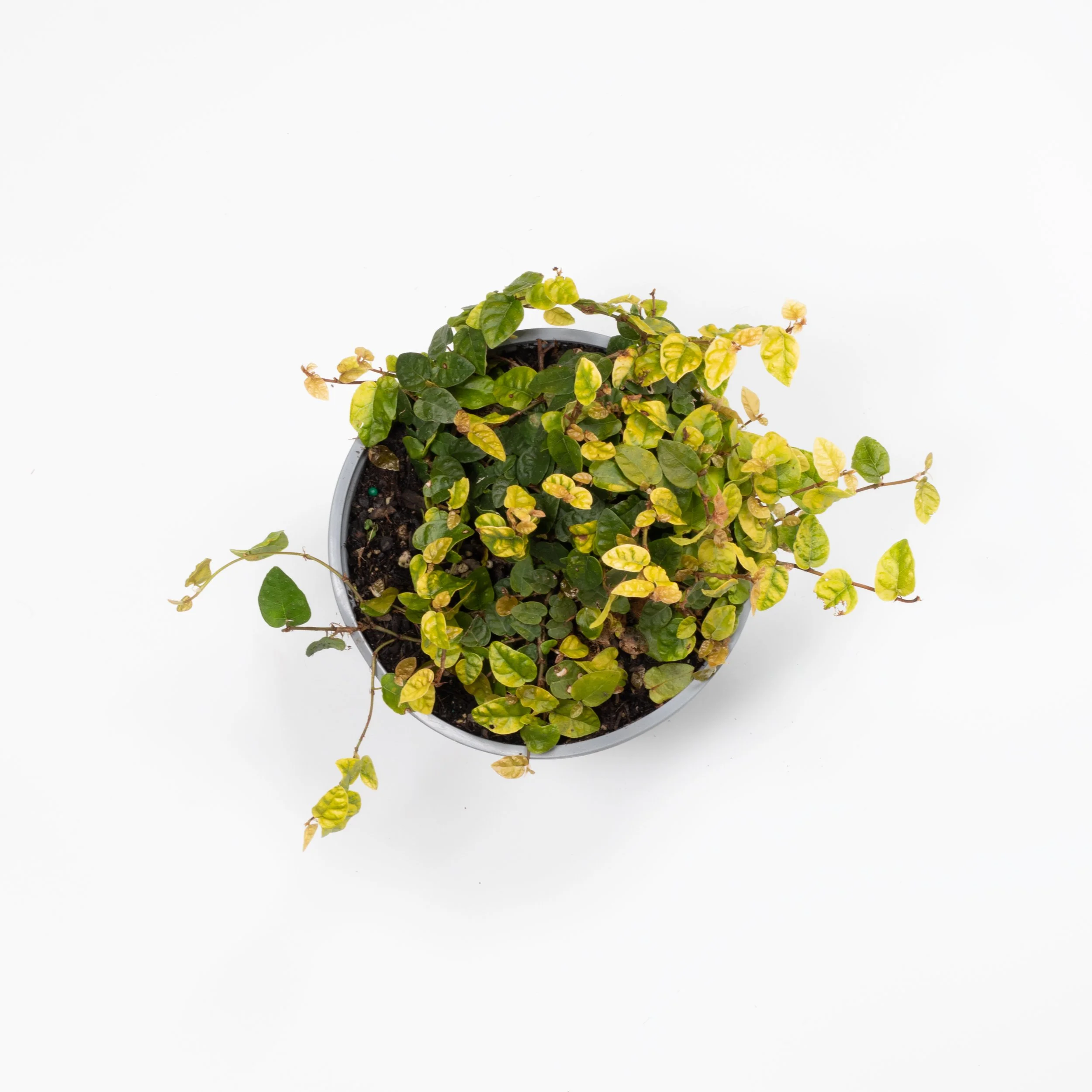 Ficus pumila — Kauri Park