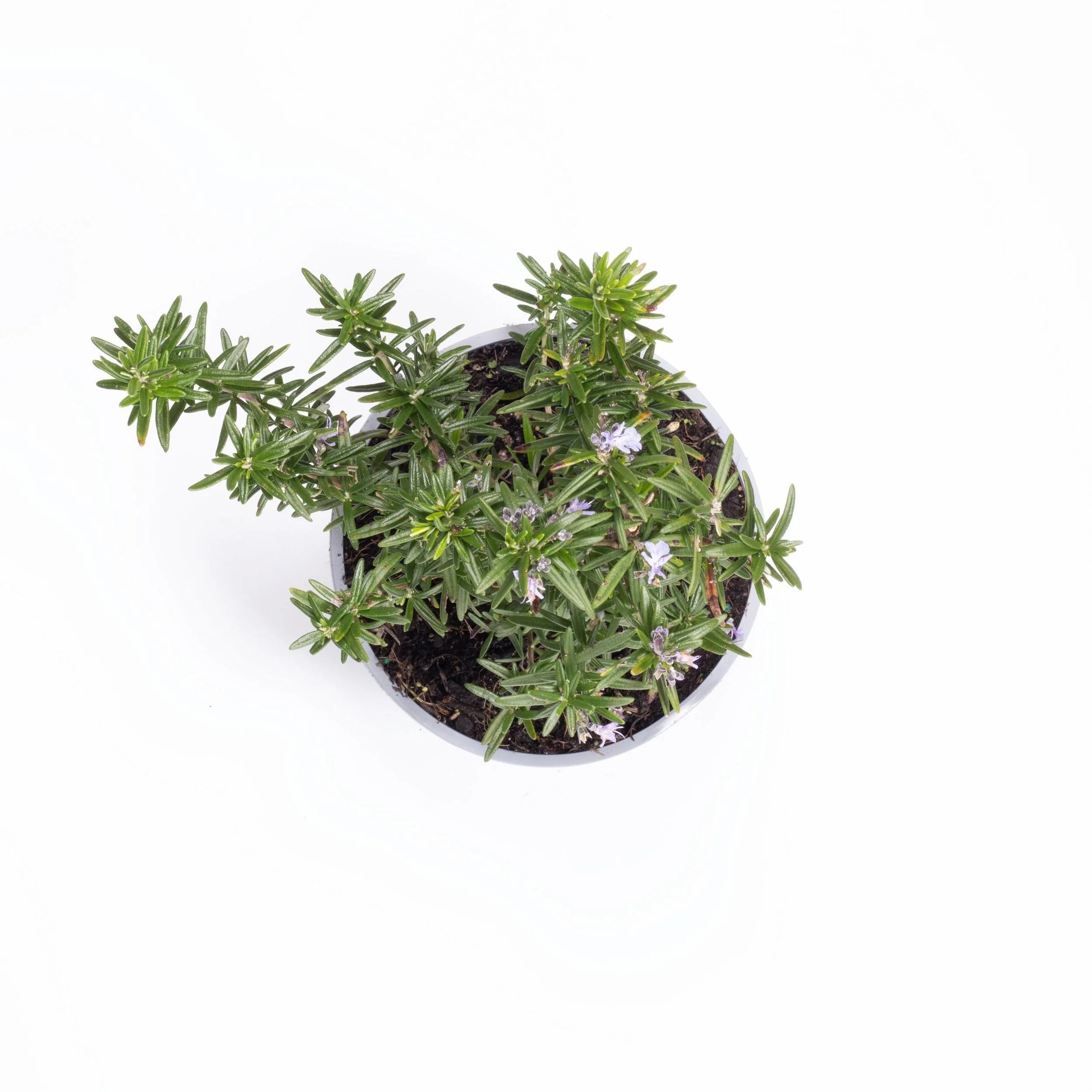 Lomaria discolor — Kauri Park