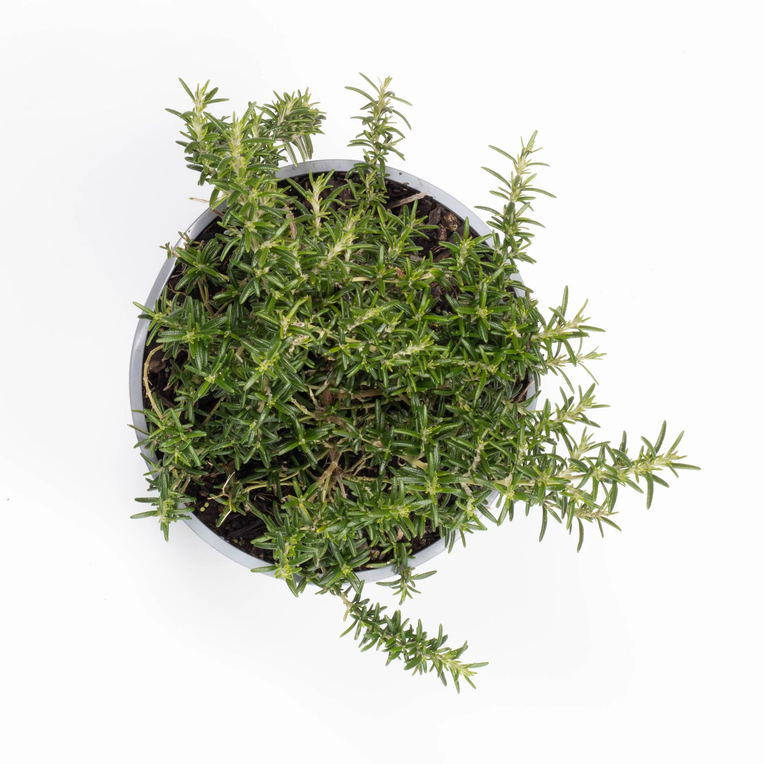 Rosmarinus Lockwood de Forest — Kauri Park