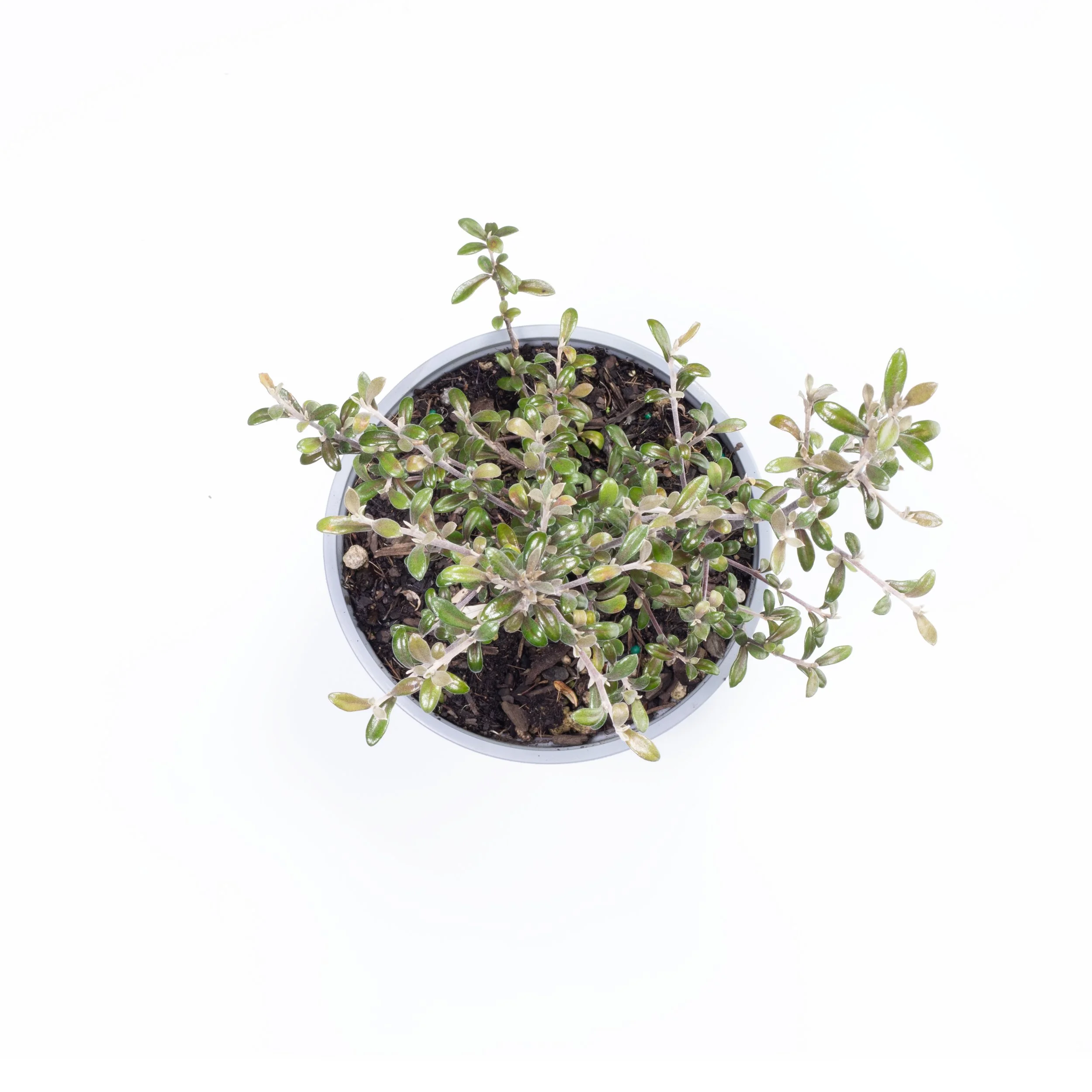 Corokia Geenty's ghost — Kauri Park