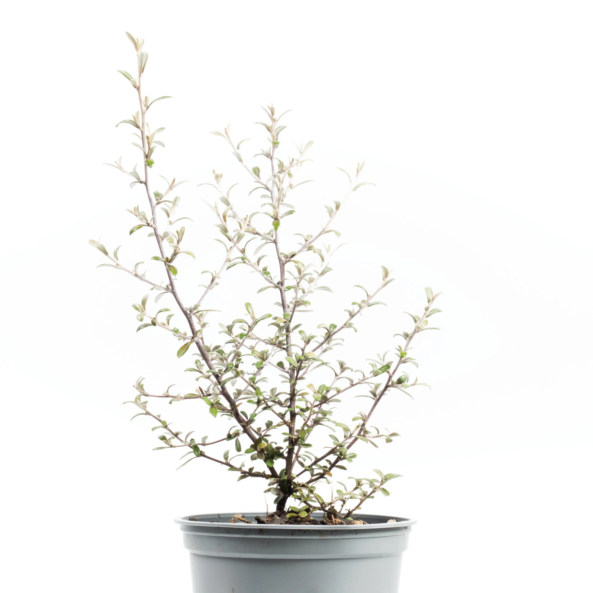 Corokia Geenty's ghost — Kauri Park