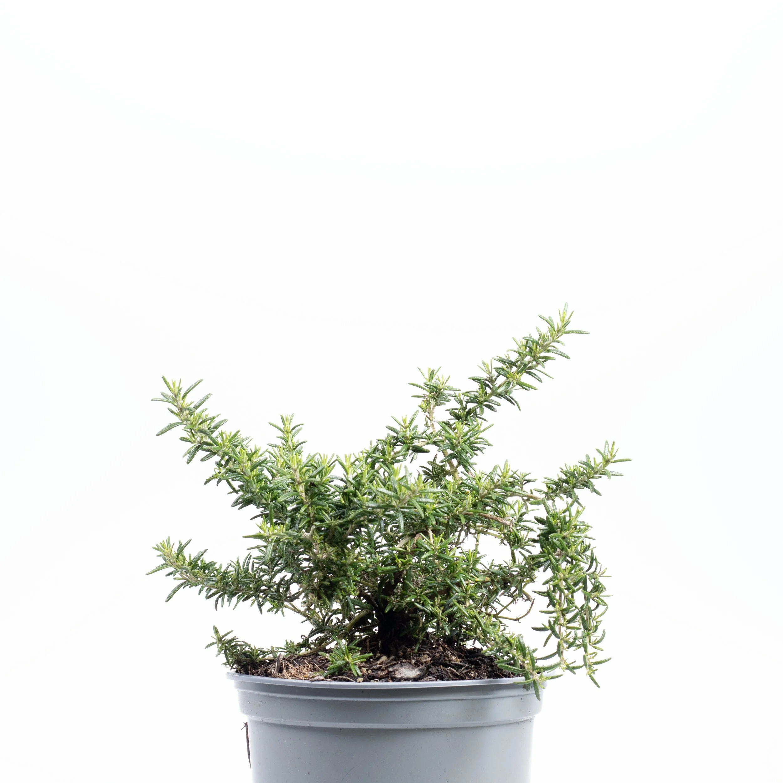 Rosmarinus Lockwood de Forest — Kauri Park