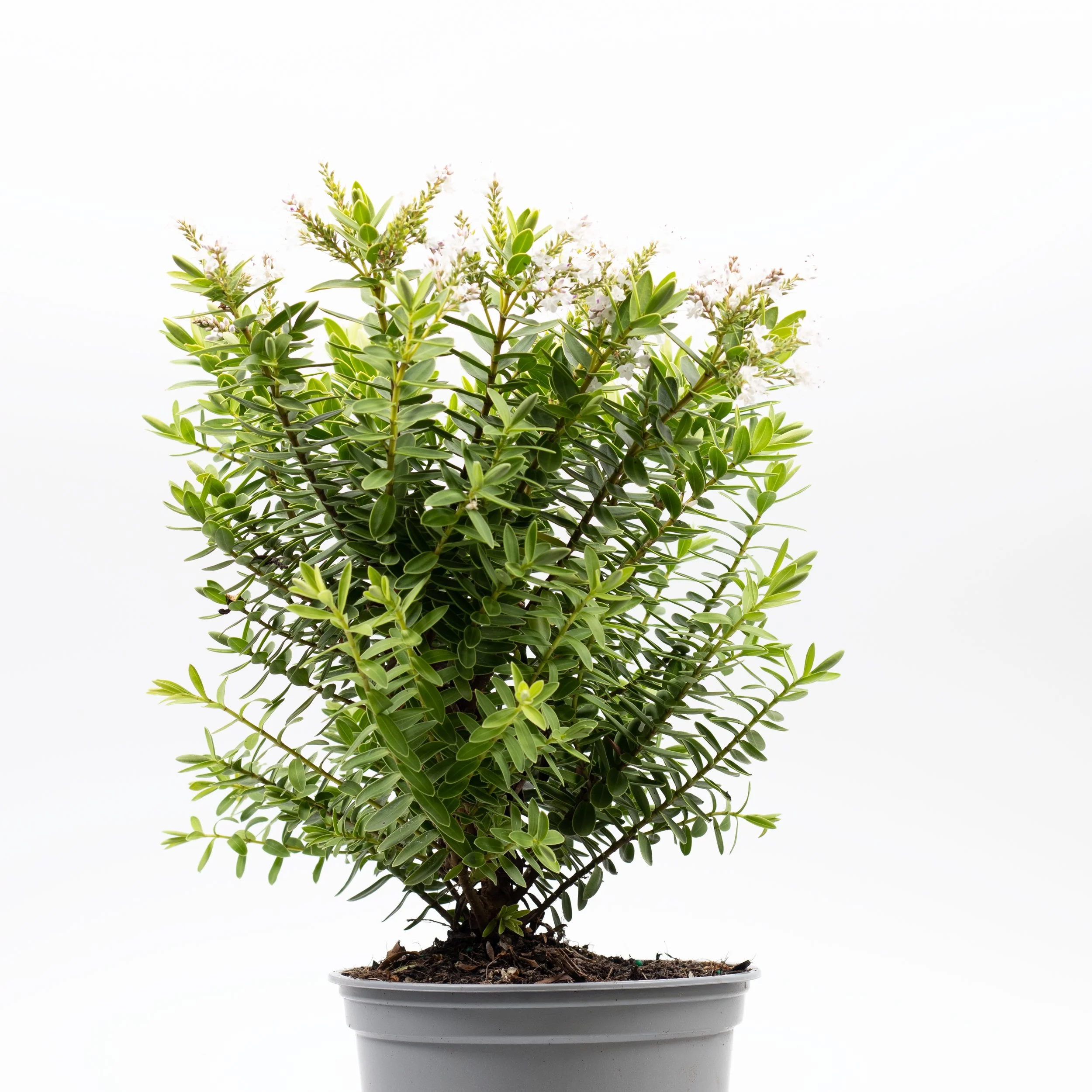 Hebe Wiri Mist — Kauri Park