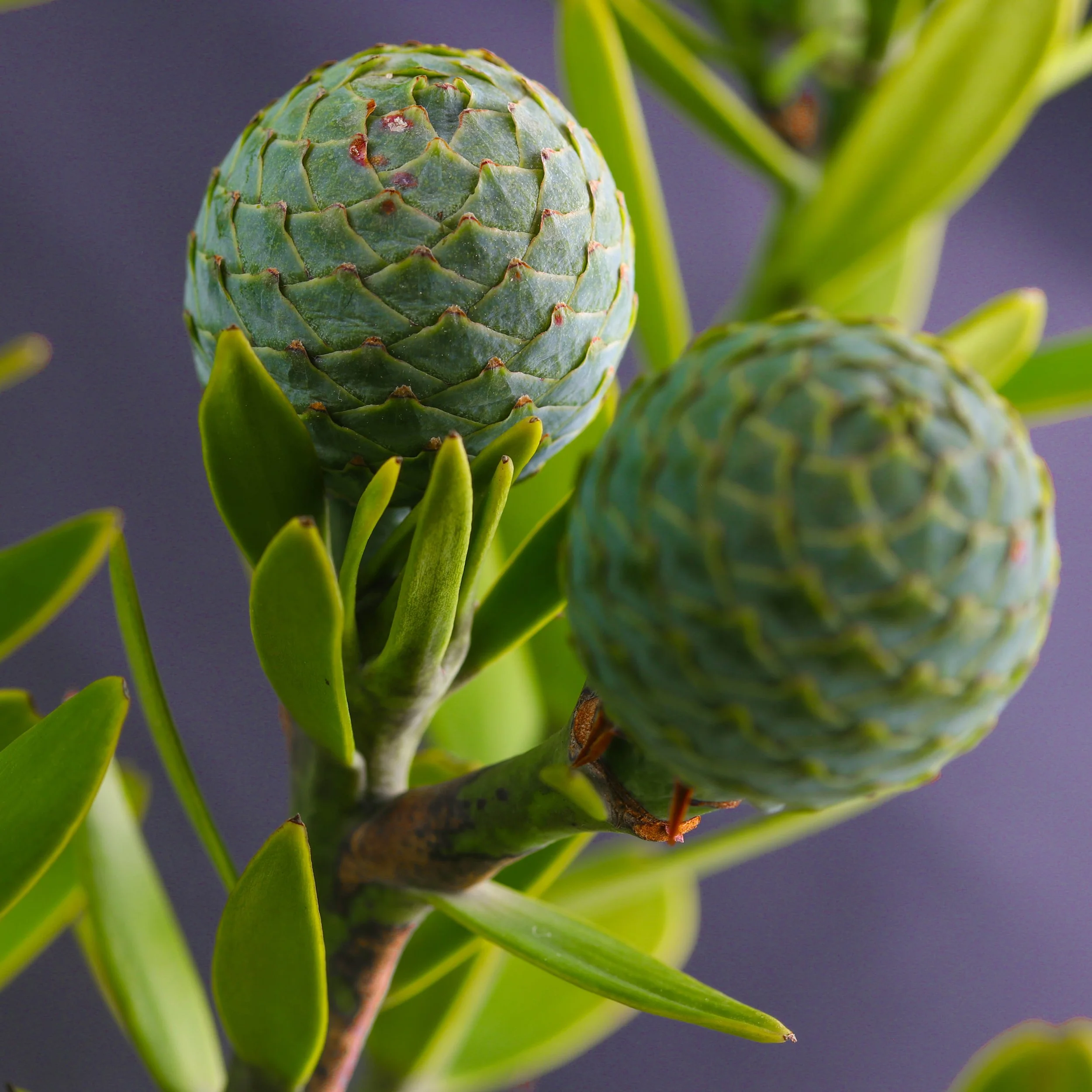 Agathis australis — Kauri Park