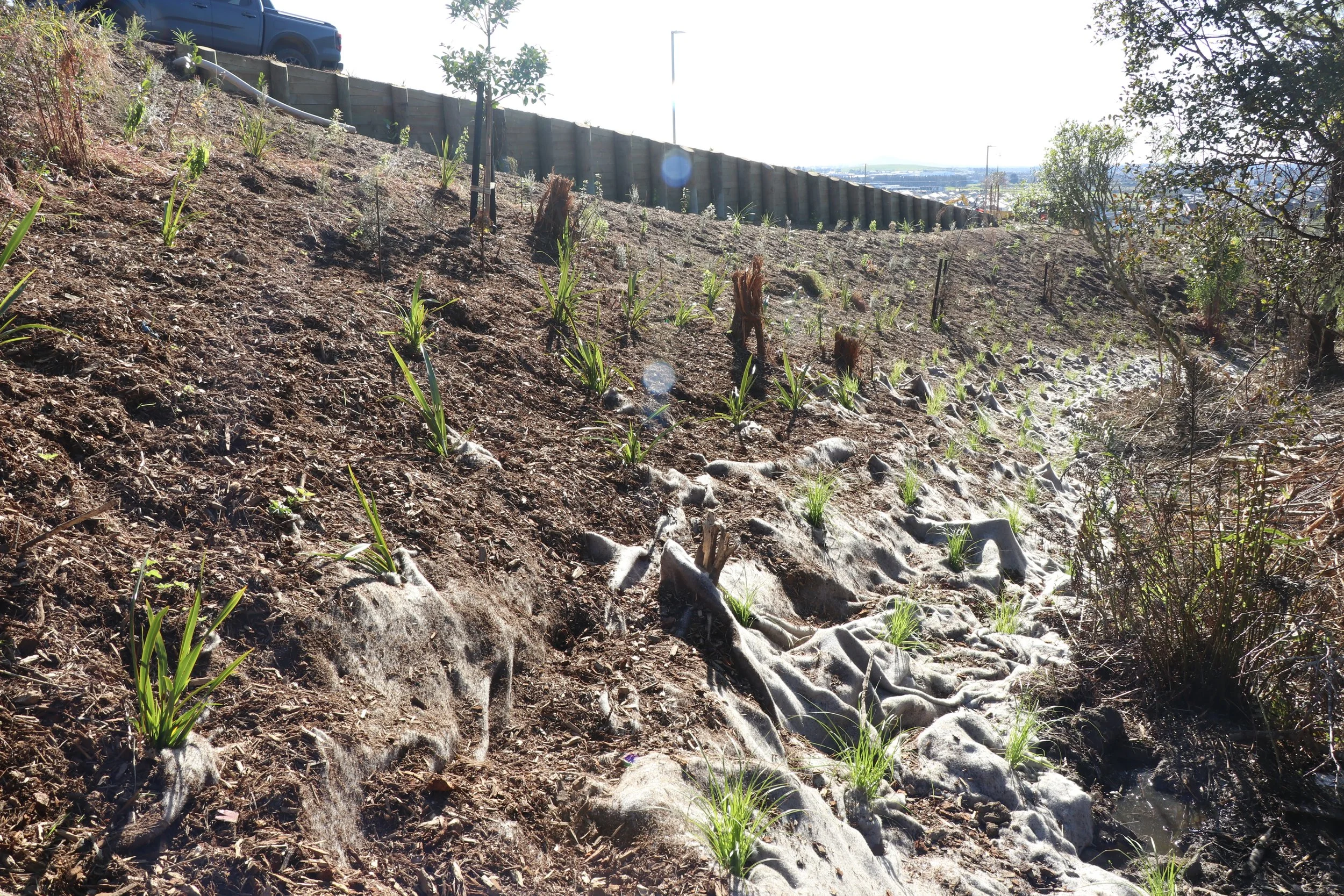 Thomas Road – An Urban Forest. — Kauri Park
