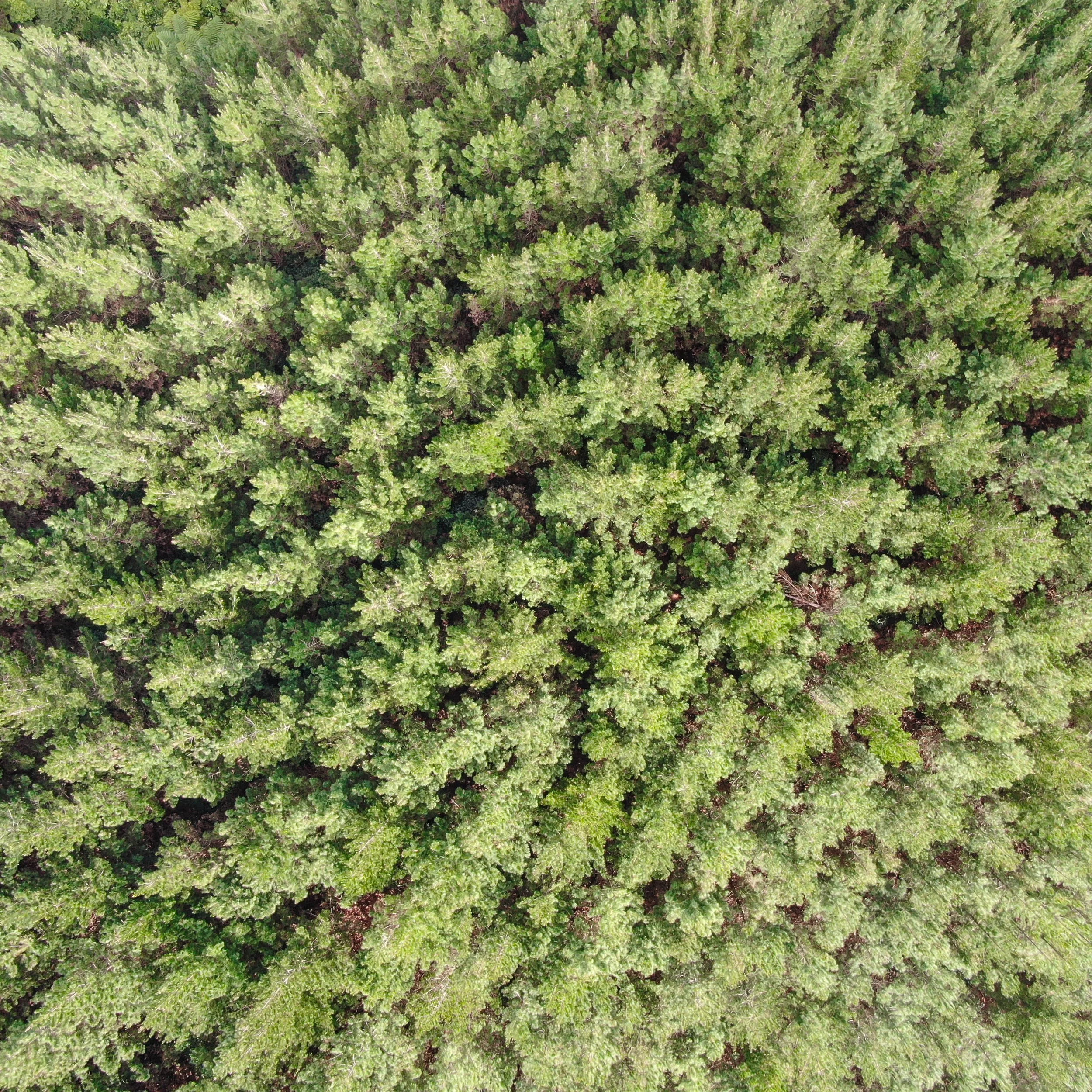 Pinus radiata — Kauri Park