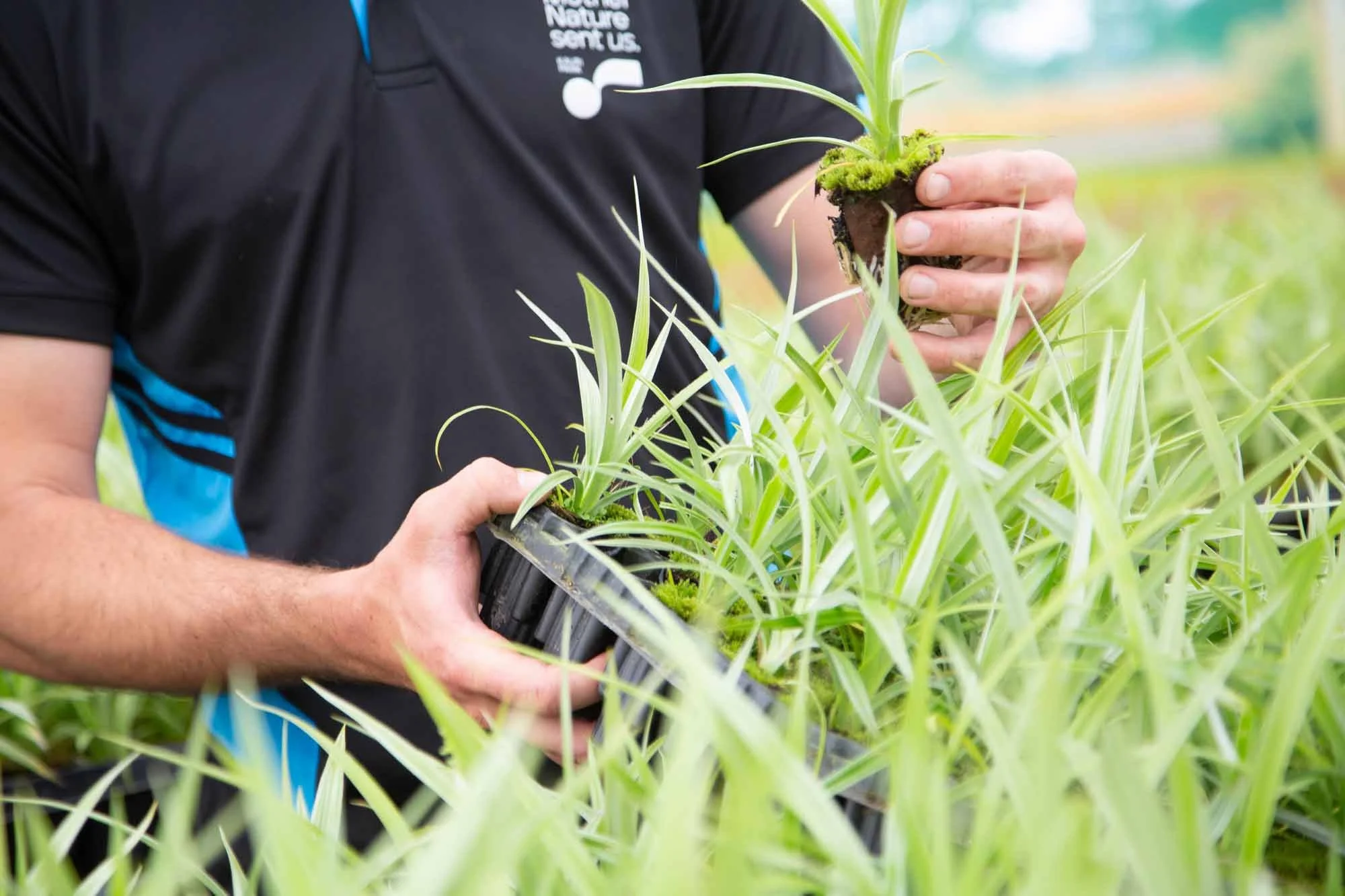 Kauri Park — Thank you plant list upload