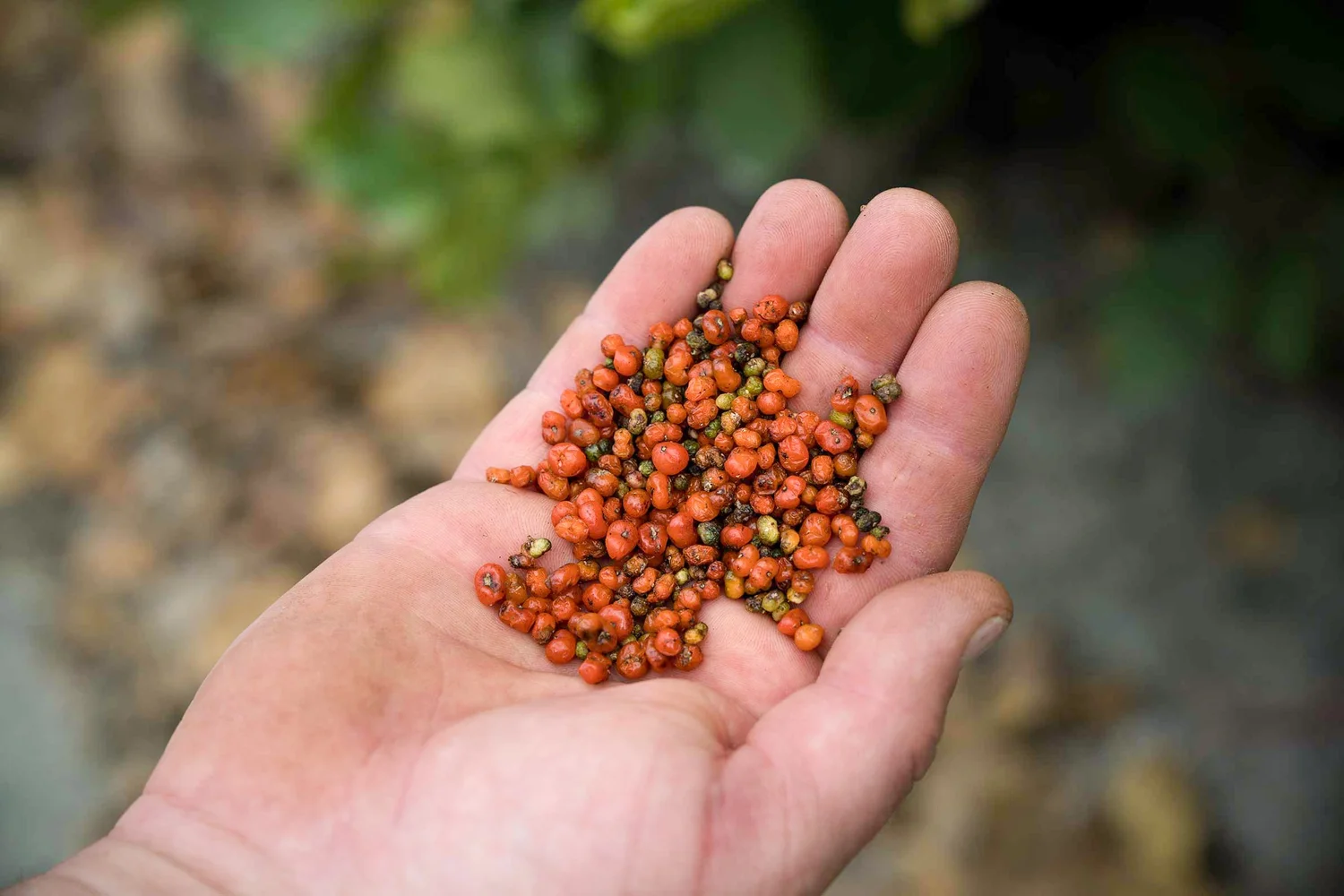 Kauri Park — About