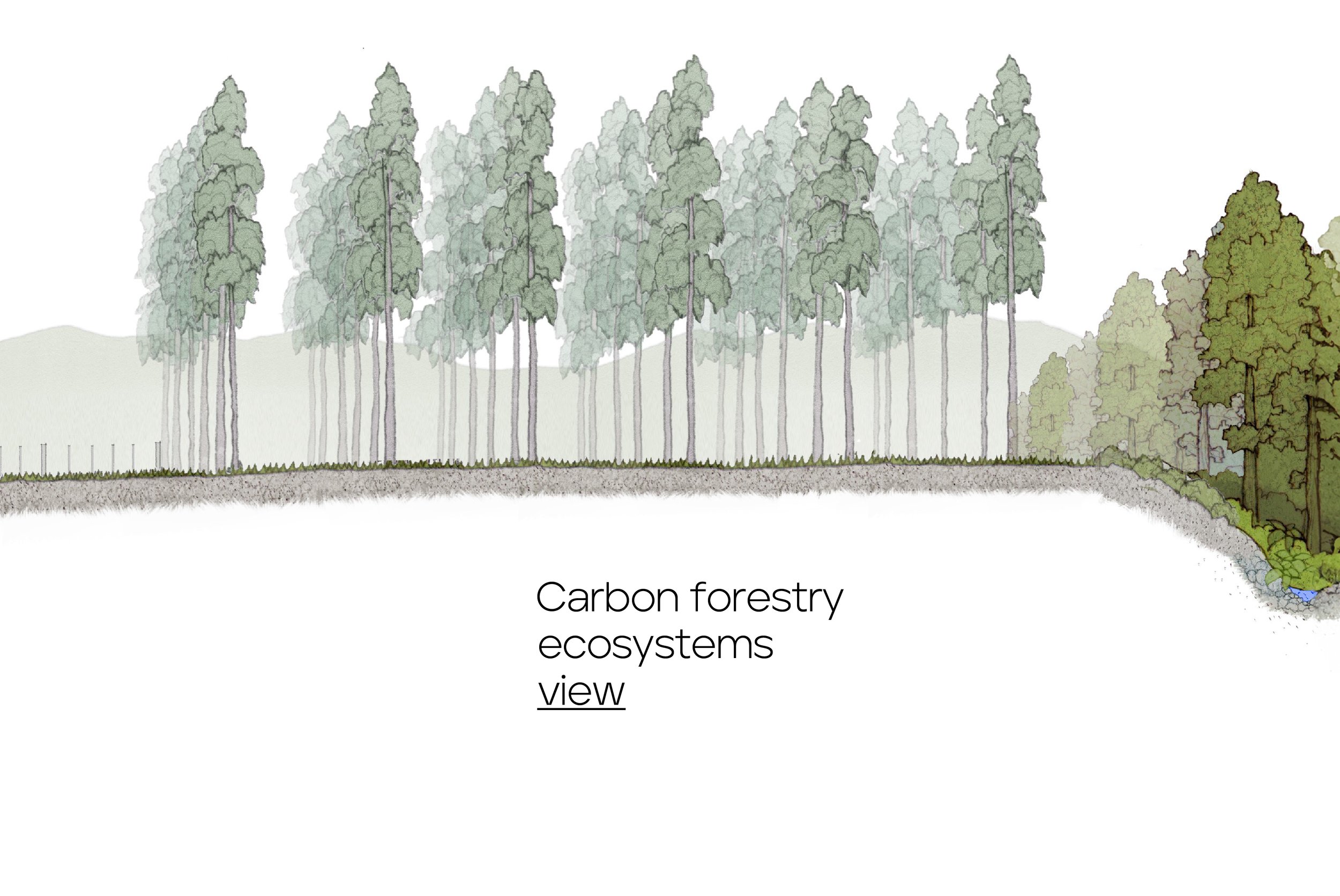 Kauri Park — Freshwater riparian ecosystems
