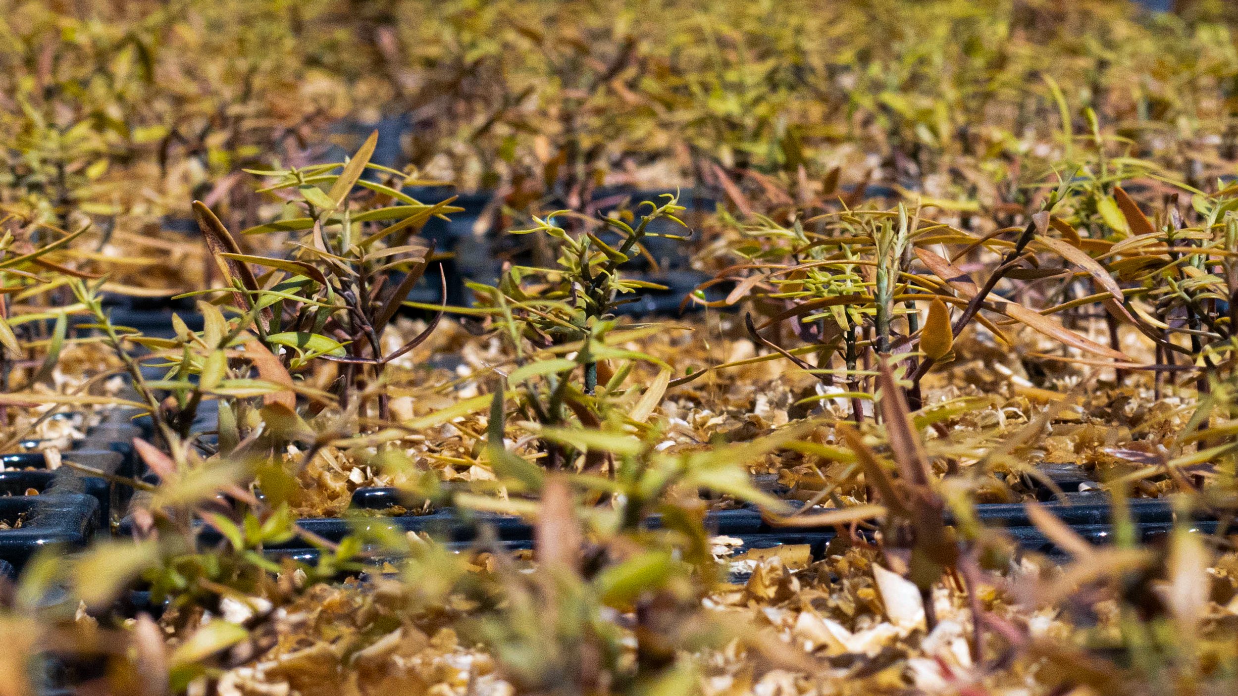 The call of the forest — Kauri Park
