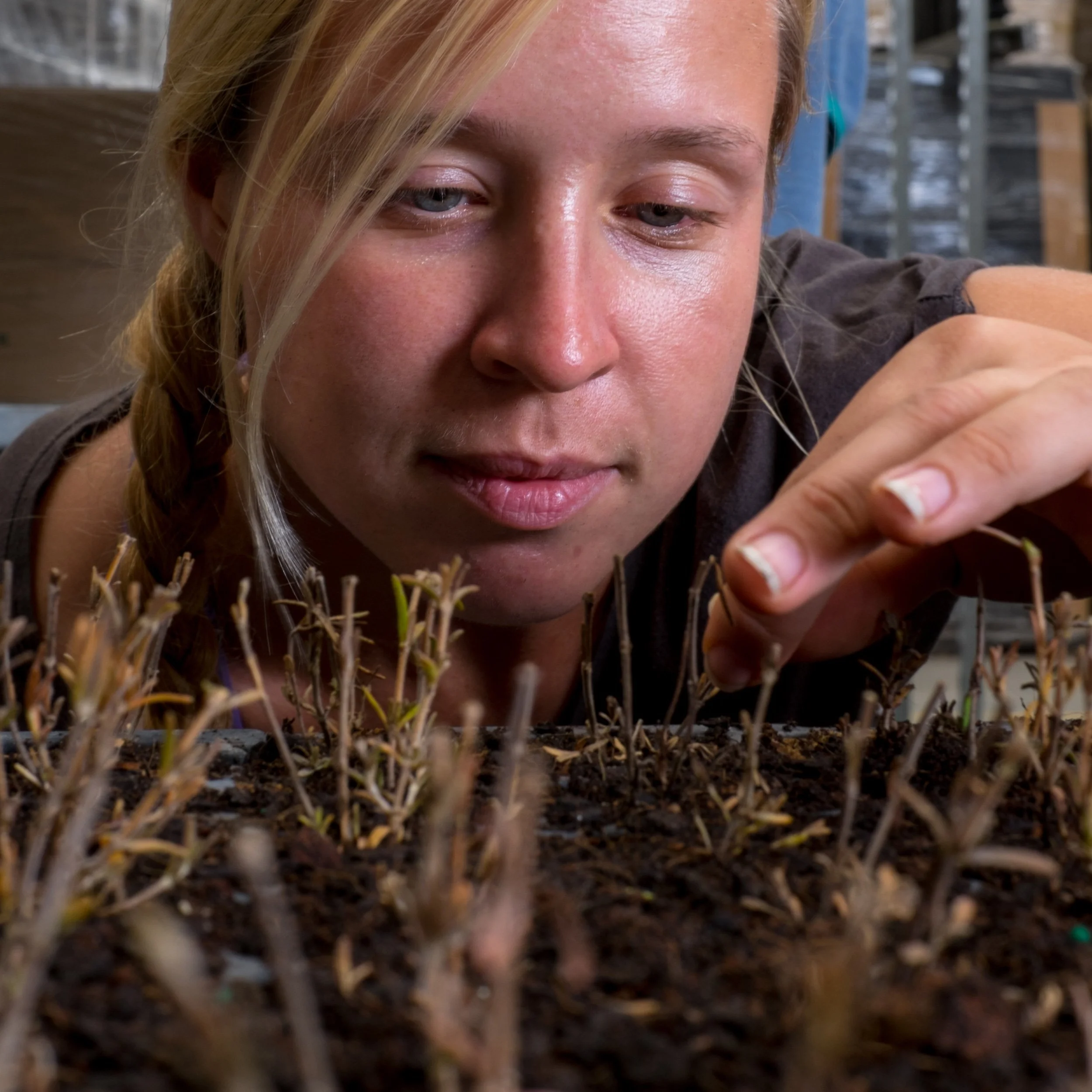 Kauri Park — New Zealand Plant Nursery
