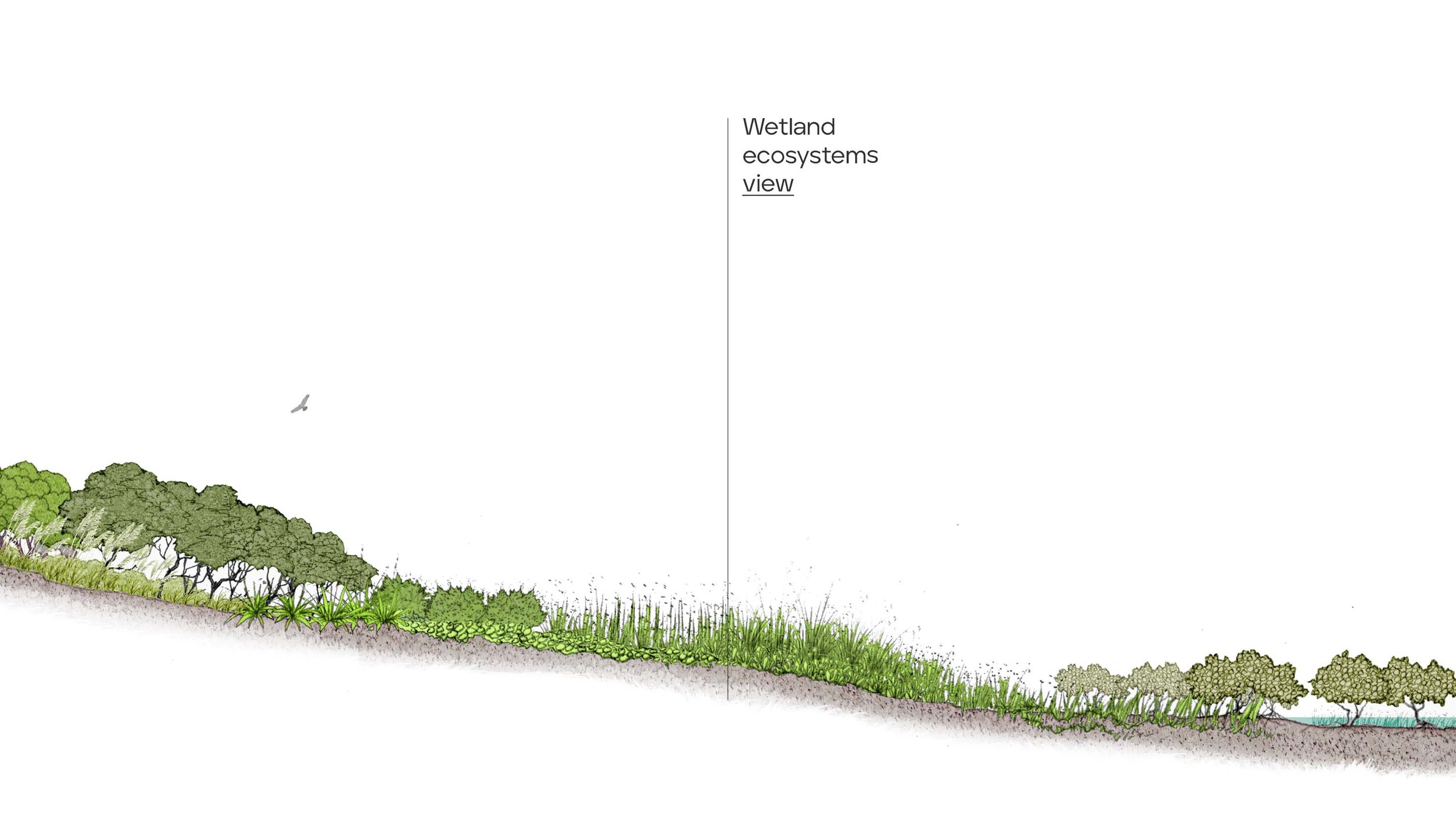 Kauri Park — Ecosystems