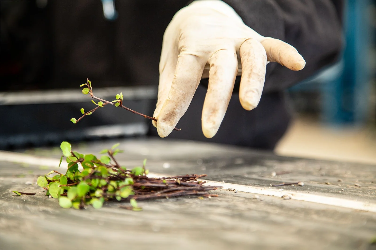 Kauri Park — Wholesale Plant Supply