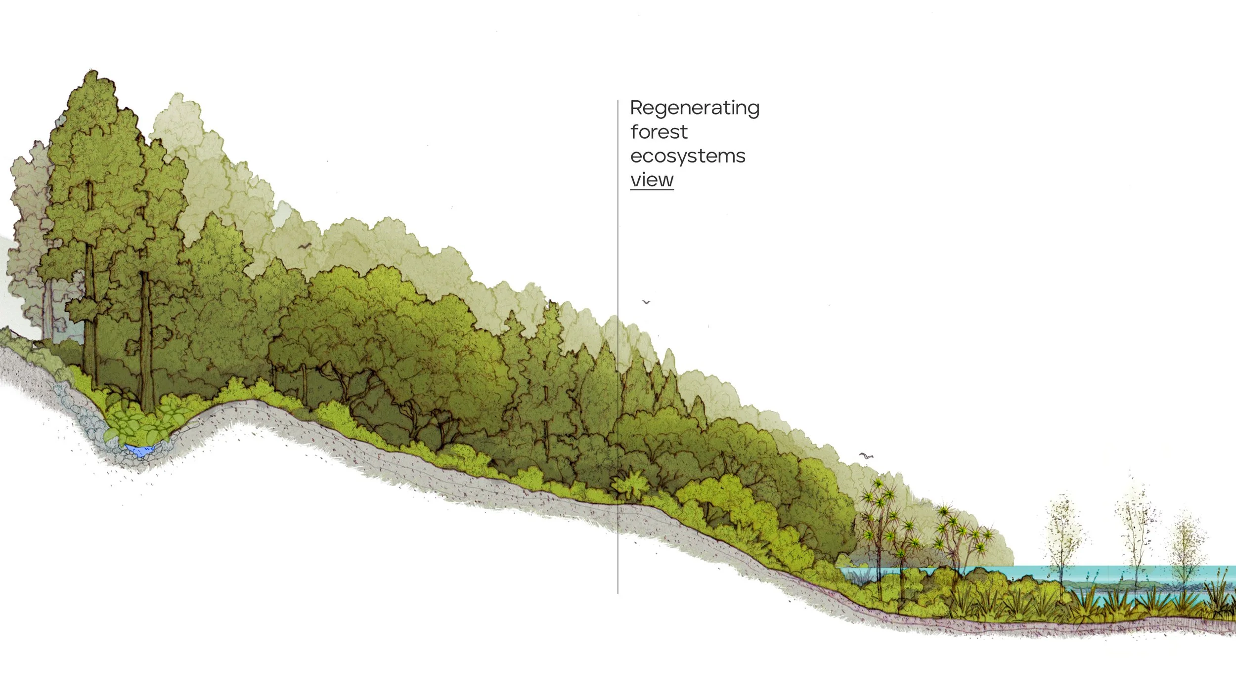 Kauri Park — Ecosystems