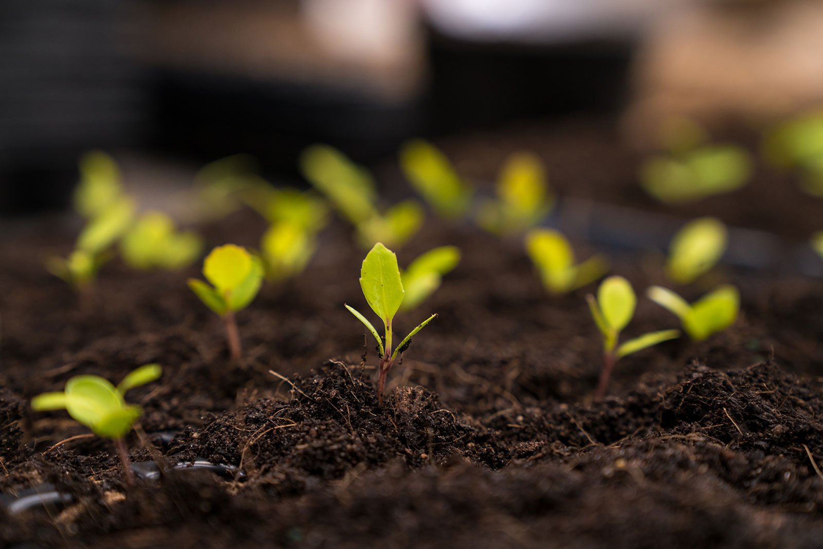 Kauri Park — About