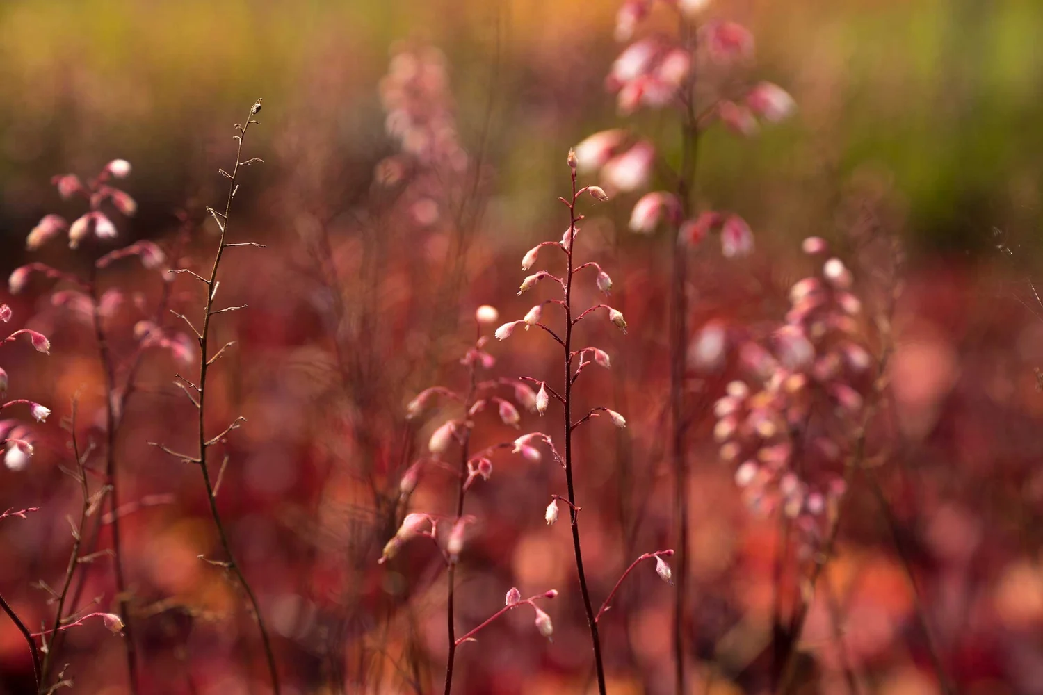 Kauri Park — We are on a mission from Mother Nature herself.