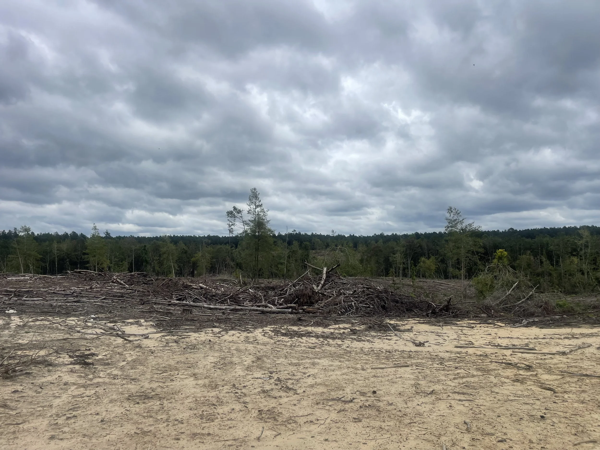 Wayne County, MS Jack Clark Road 94 — Johnson Land Company