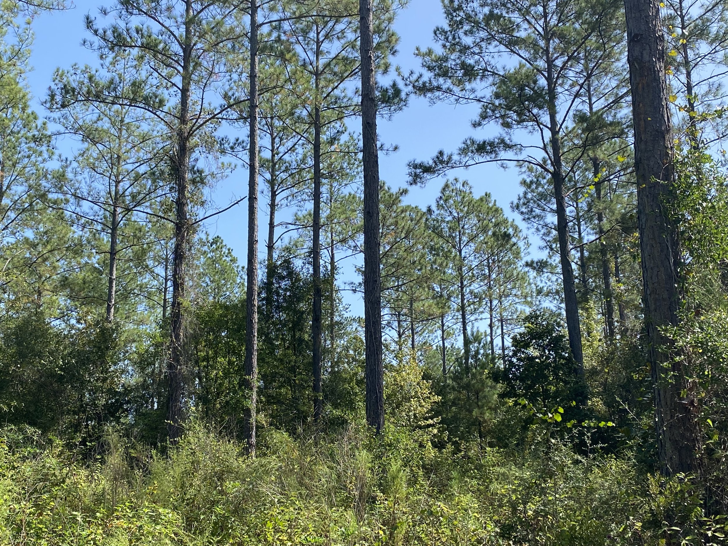 Wayne County, MS Mason South 118 — Johnson Land Company