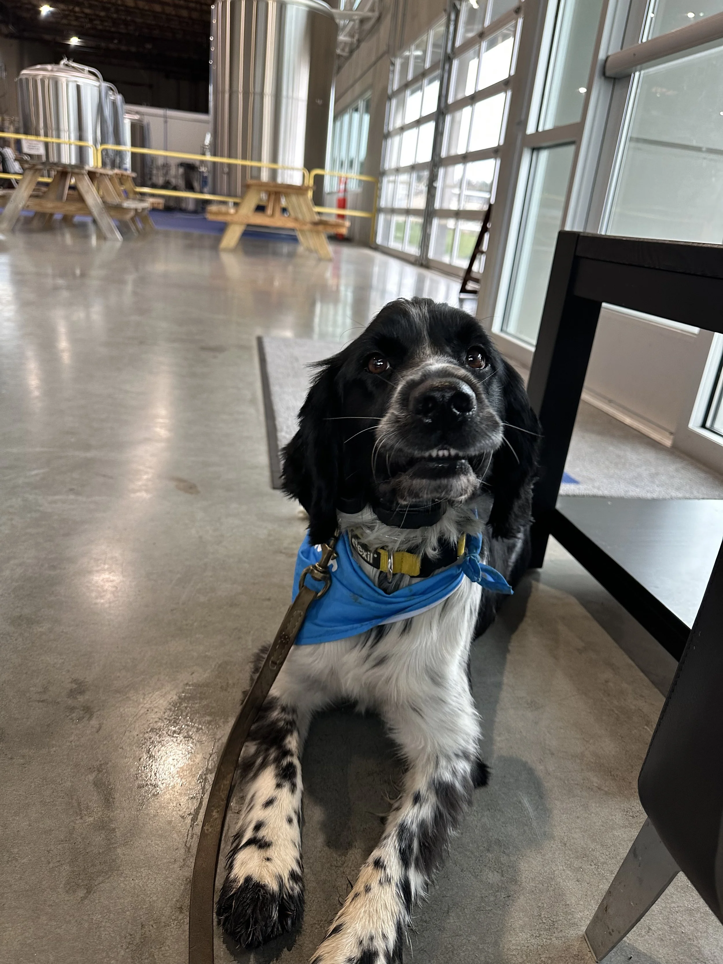 Available Dogs — Cavalry Canine