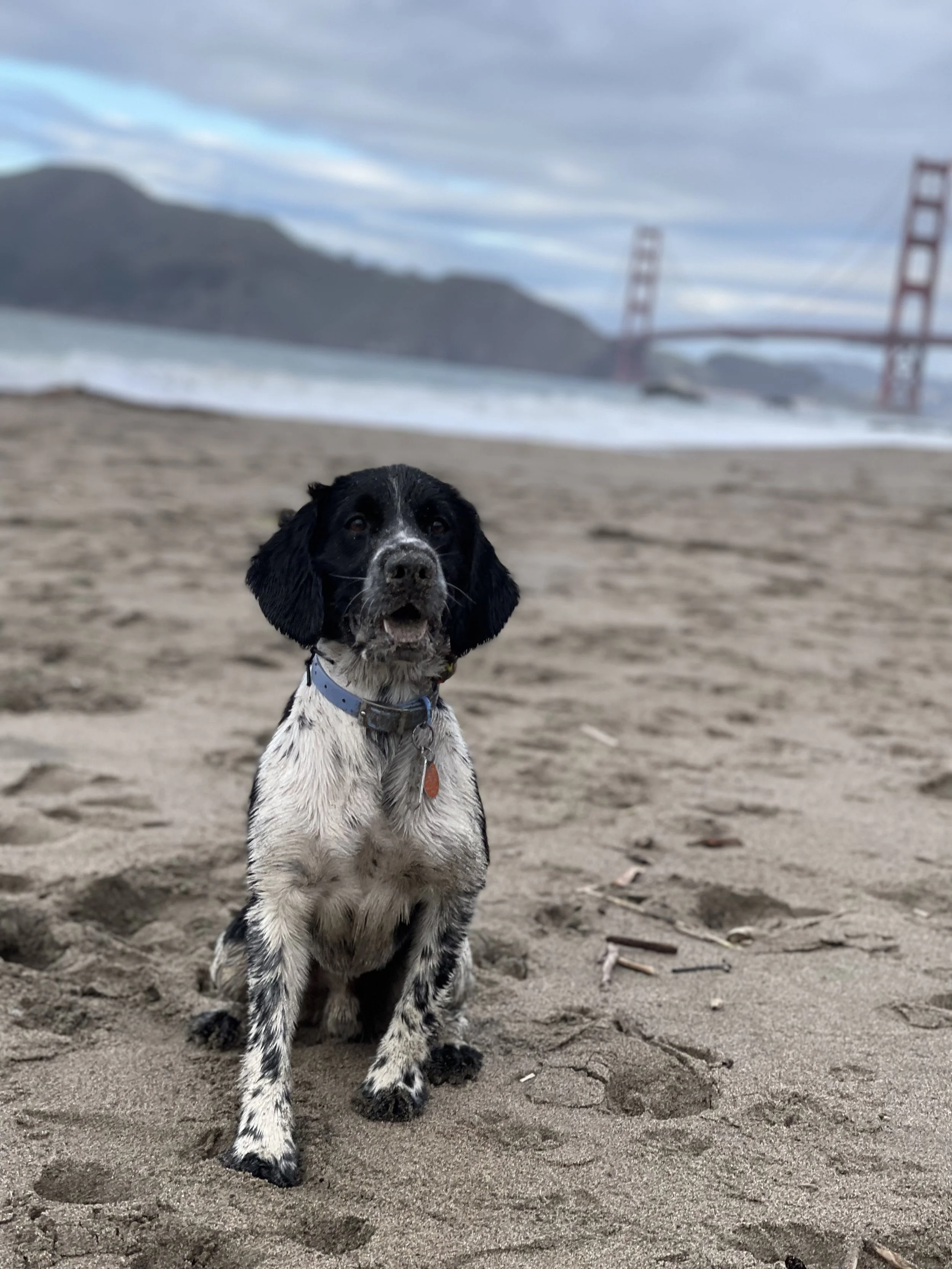 Available Dogs — Cavalry Canine