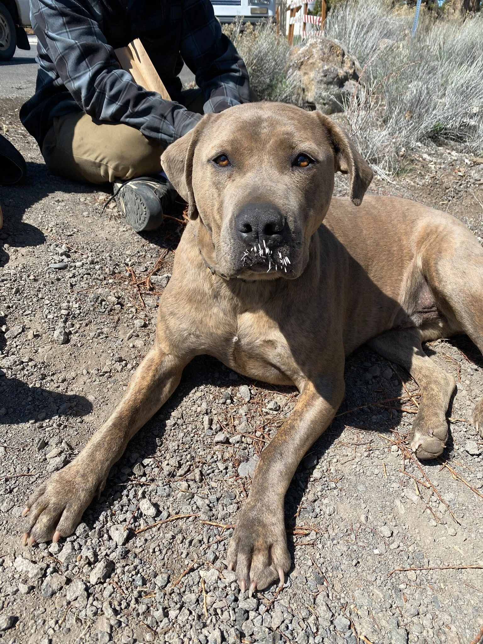 Contact 3 — Companion Animal Medical Project