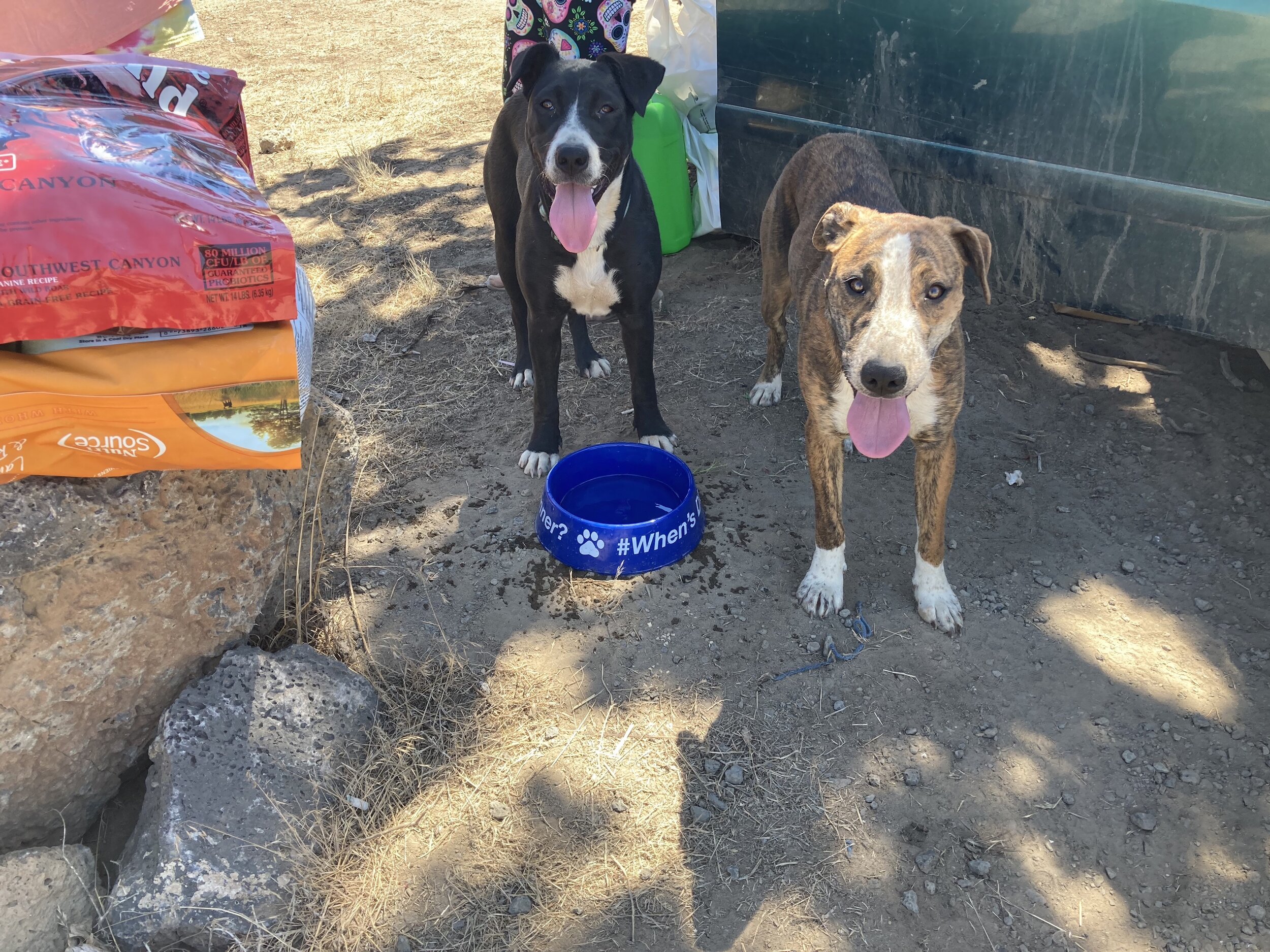 Contact 3 — Companion Animal Medical Project