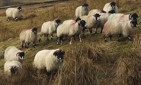 I'Anson Farm Feeds Yorkshire