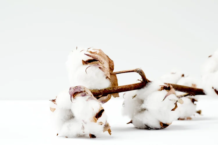 AllThingsCottonPaper | Cotton Handmade Paper