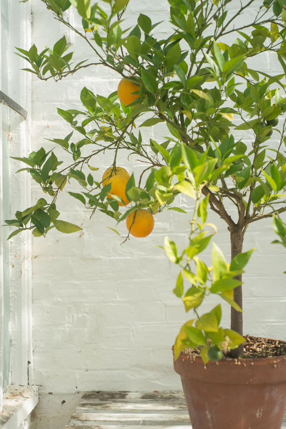 Kitchen Garden — Cadland Estate