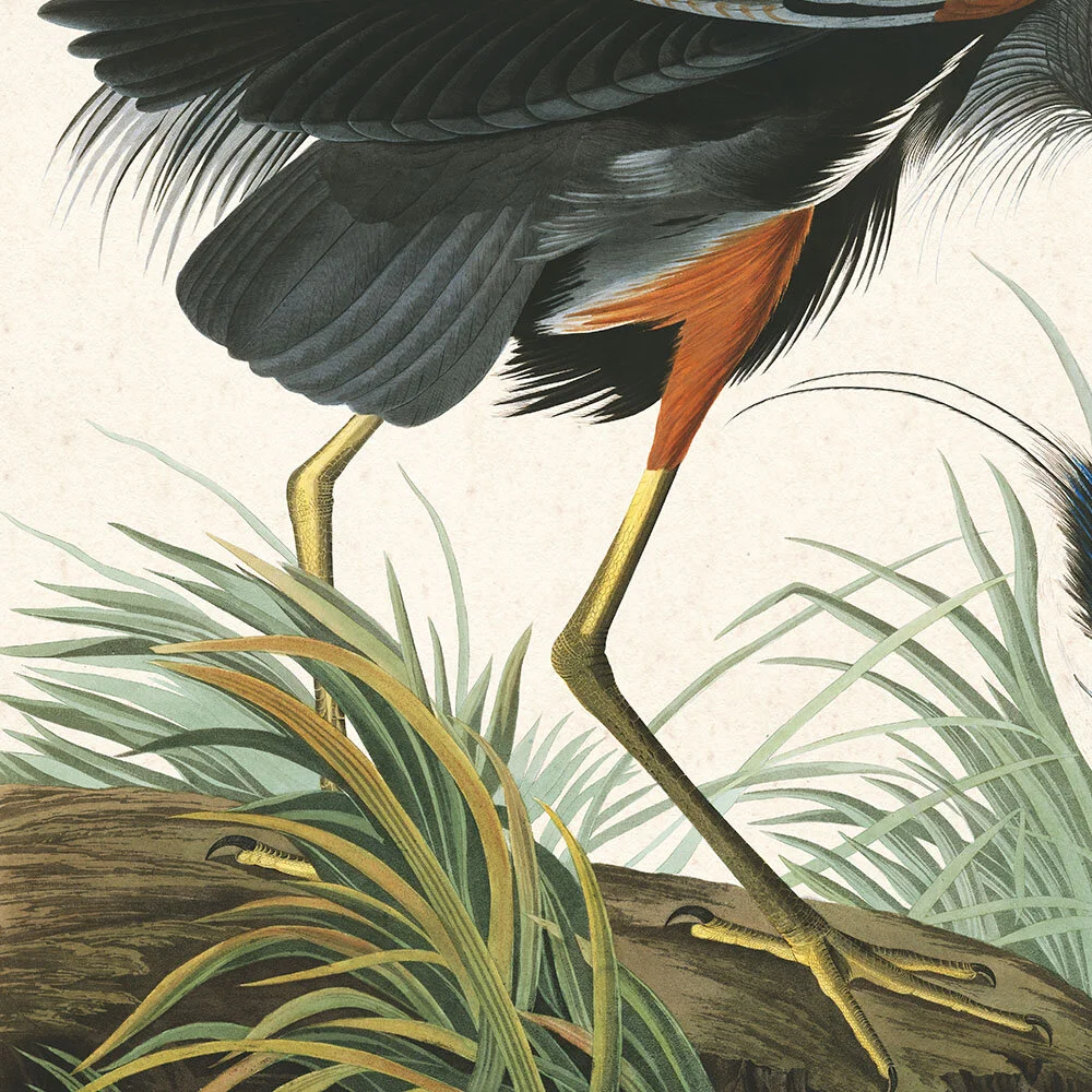 Audubon Art Prints | Wall Art, Audubon Paint, Prints, and Posters Made ...