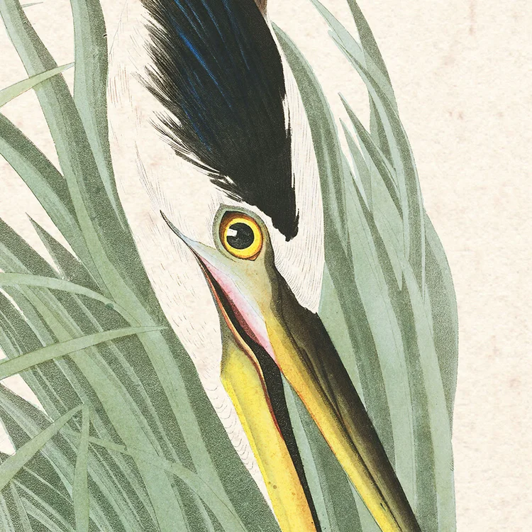 Audubon Art Prints | Wall Art, Audubon Paint, Prints, and Posters Made ...