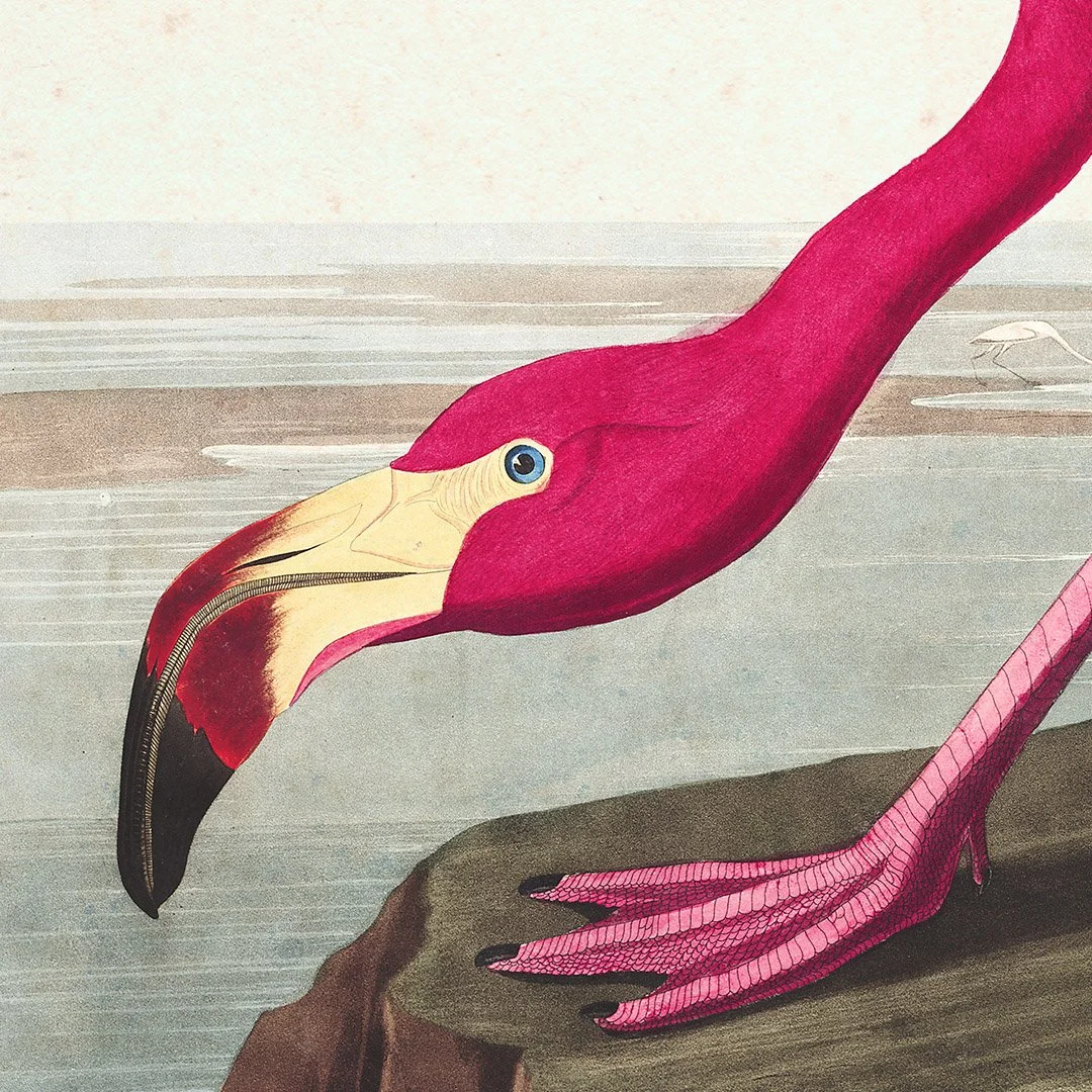Audubon Art Prints | Wall Art, Audubon Paint, Prints, and Posters Made ...
