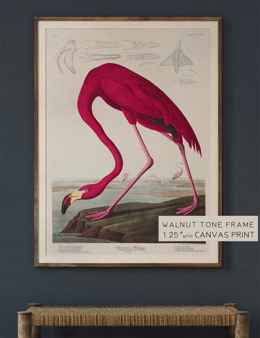 Audubon Art Prints | Wall Art, Audubon Paint, Prints, and Posters Made ...