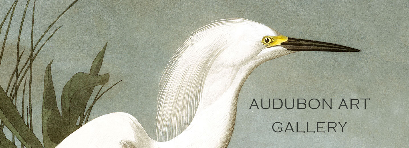 Audubon Art Prints | Made in USA Prints, Posters and Wall Art by John ...