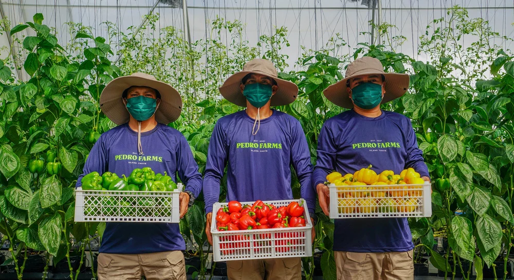 About — Pedro Farms