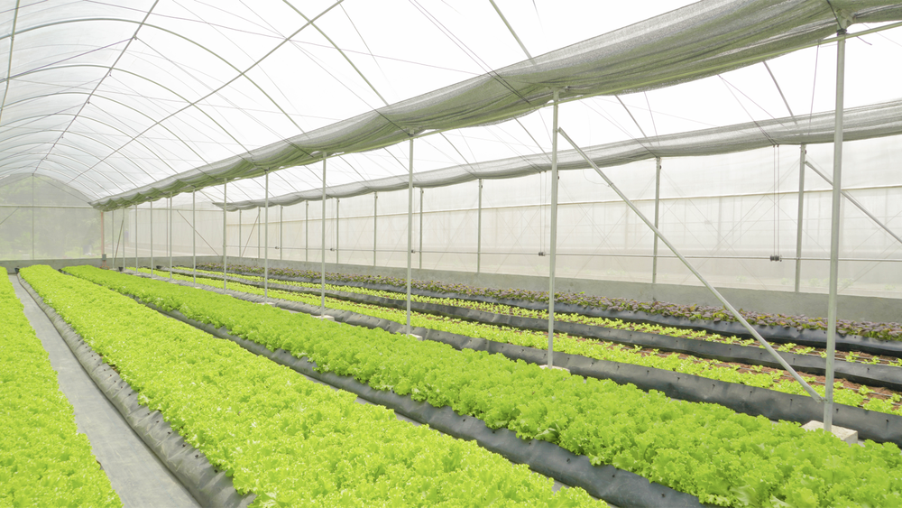 About — Pedro Farms