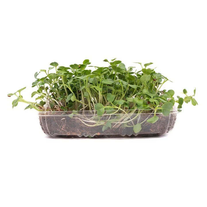 Live Microgreens — Pedro Farms