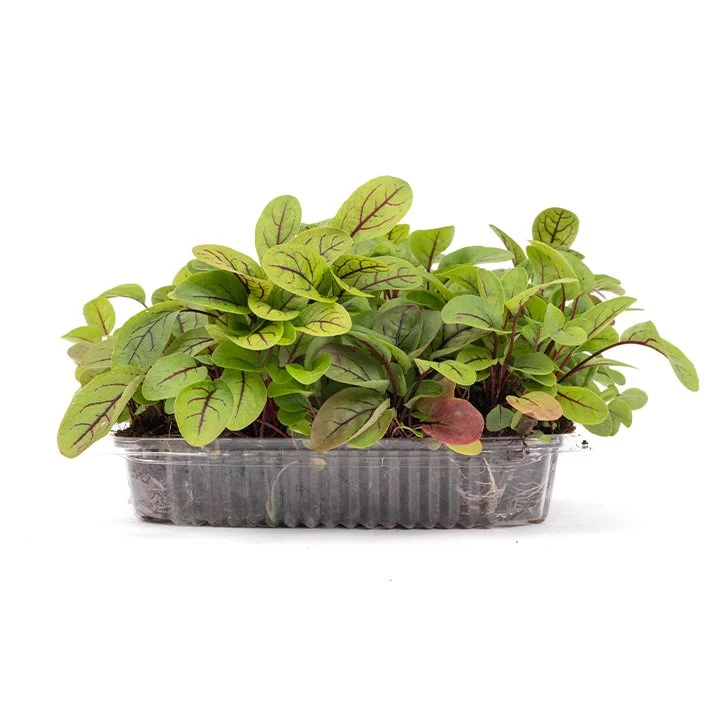 Live Microgreens — Pedro Farms