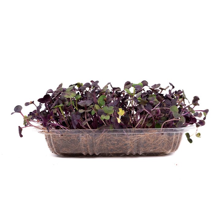 Live Microgreens — Pedro Farms