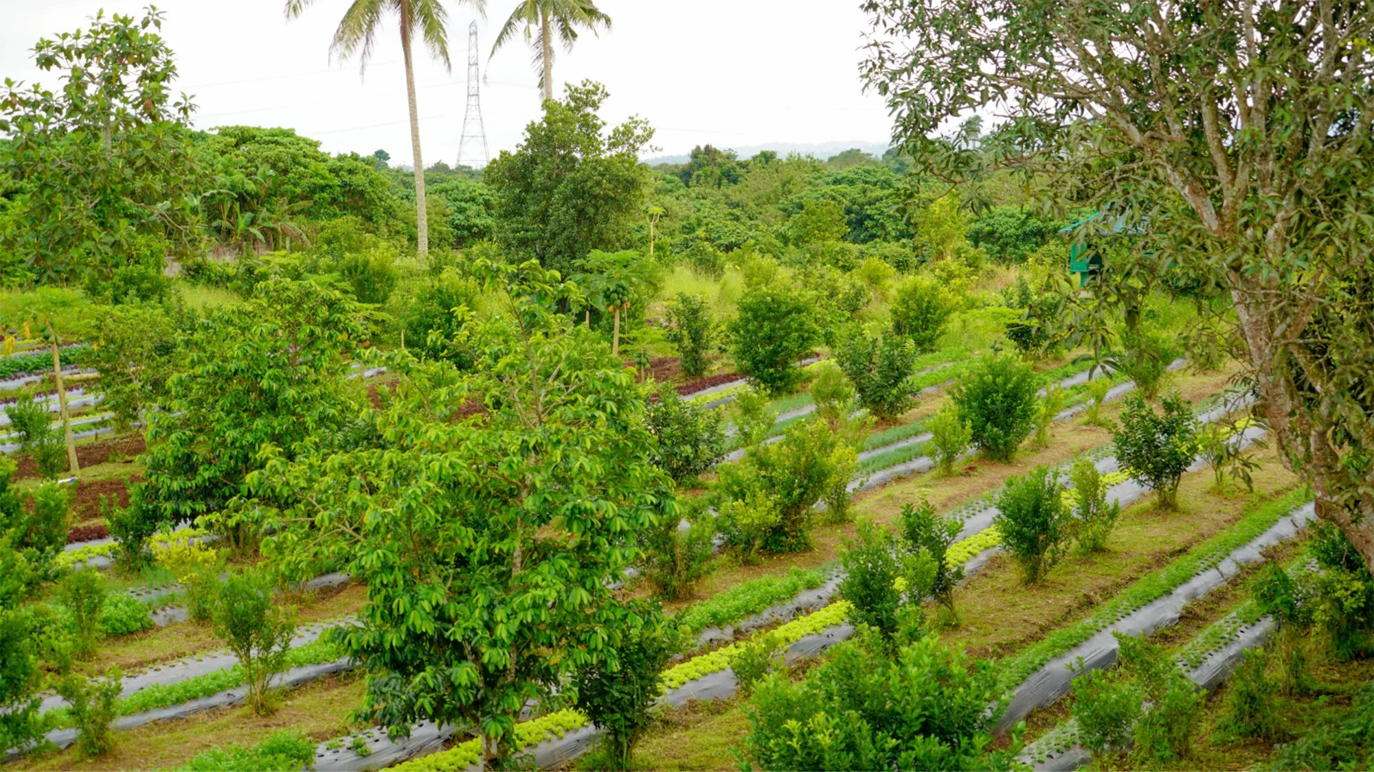 About — Pedro Farms