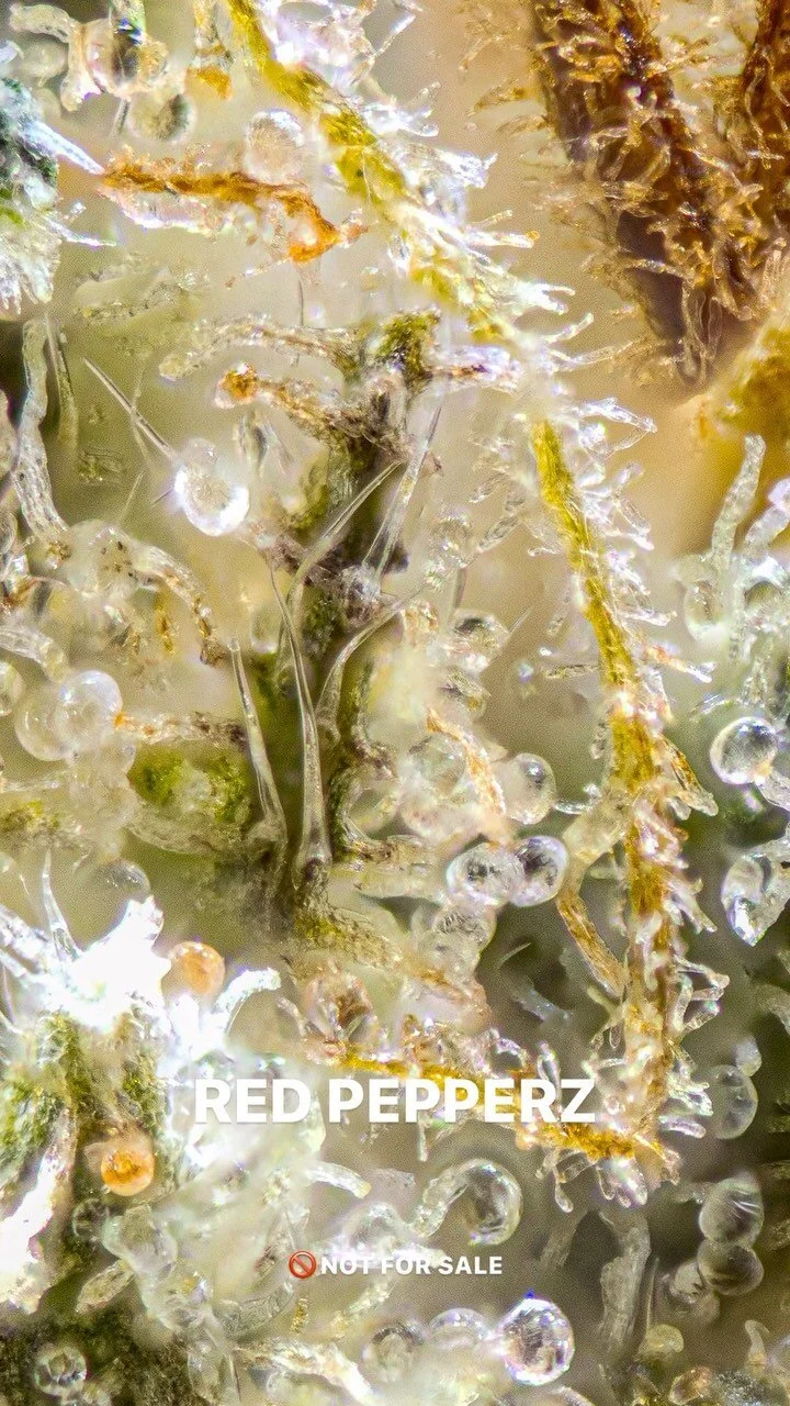 Surf Our Selections — Beach Boys Cannabis Company