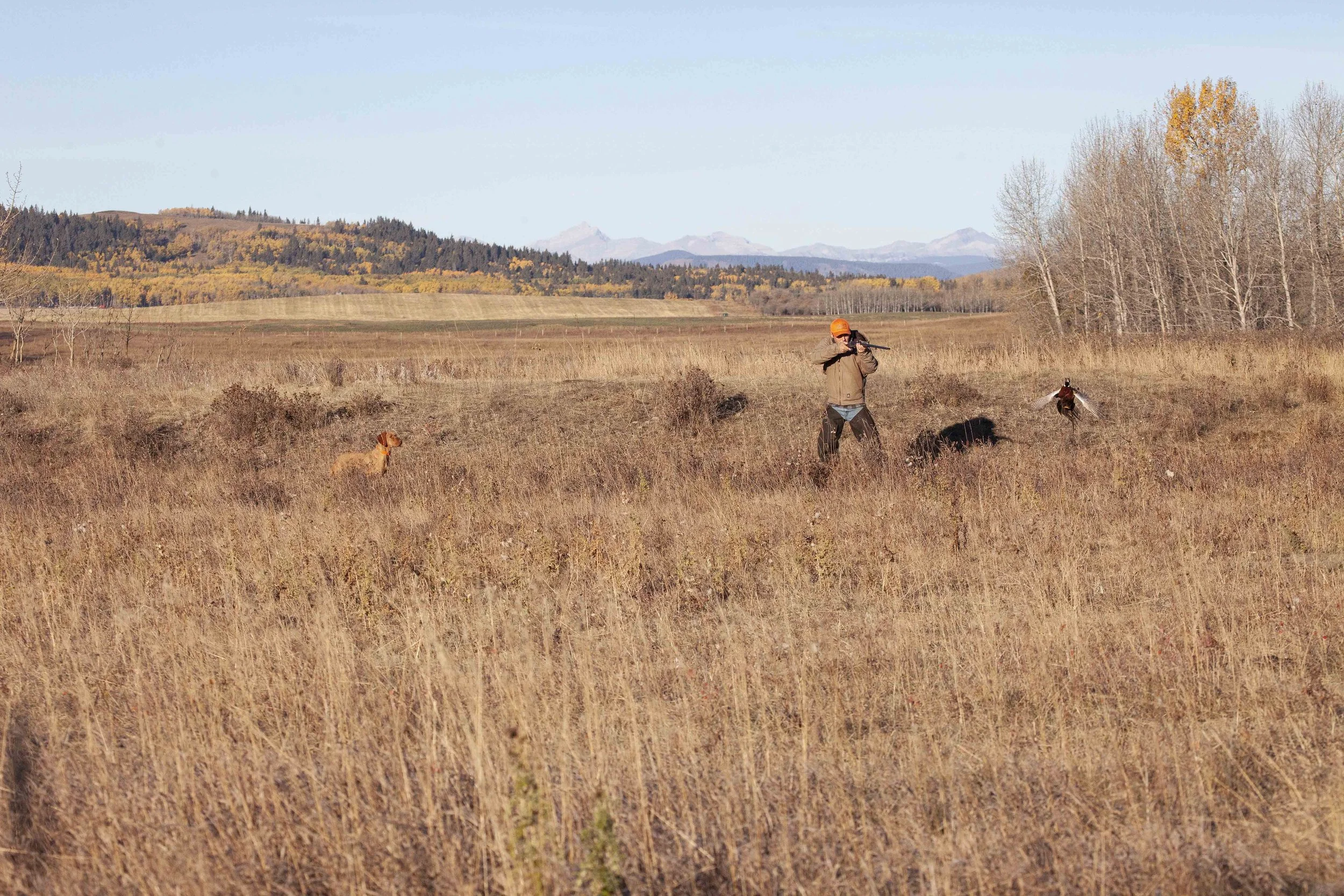 About — North Country Sporting Dogs