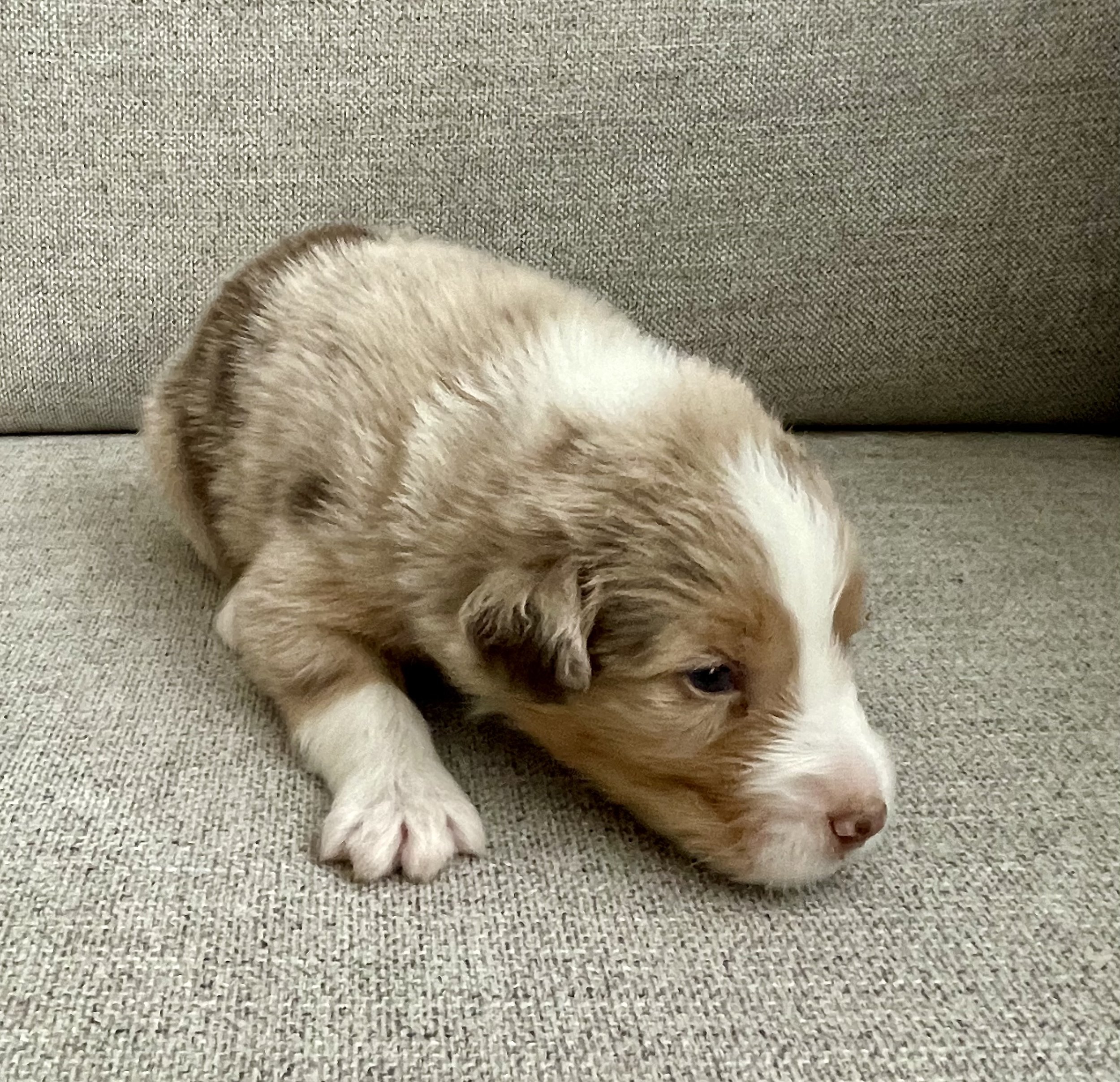Blue Merle Black Tri Red Tri Red Merle Puppies AKC — Canyon Ridge ...