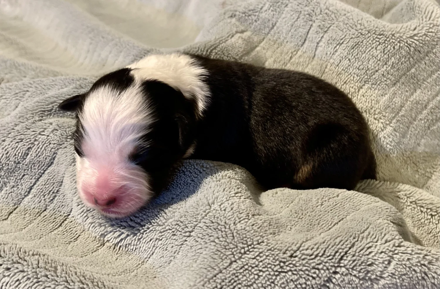 Blue Merle Black Tri Red Tri Red Merle Puppies ASCA AKC OFA Health ...