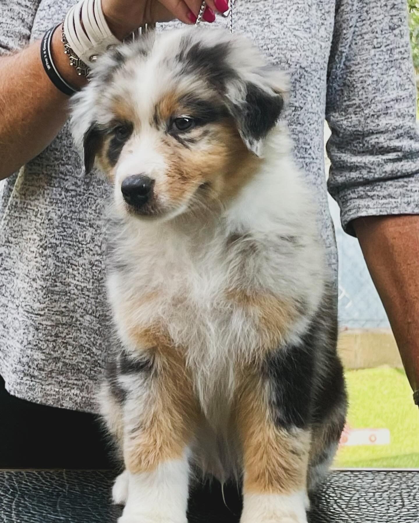 Blue Merle Black Tri Red Tri Red Merle Puppies ASCA AKC OFA Health ...