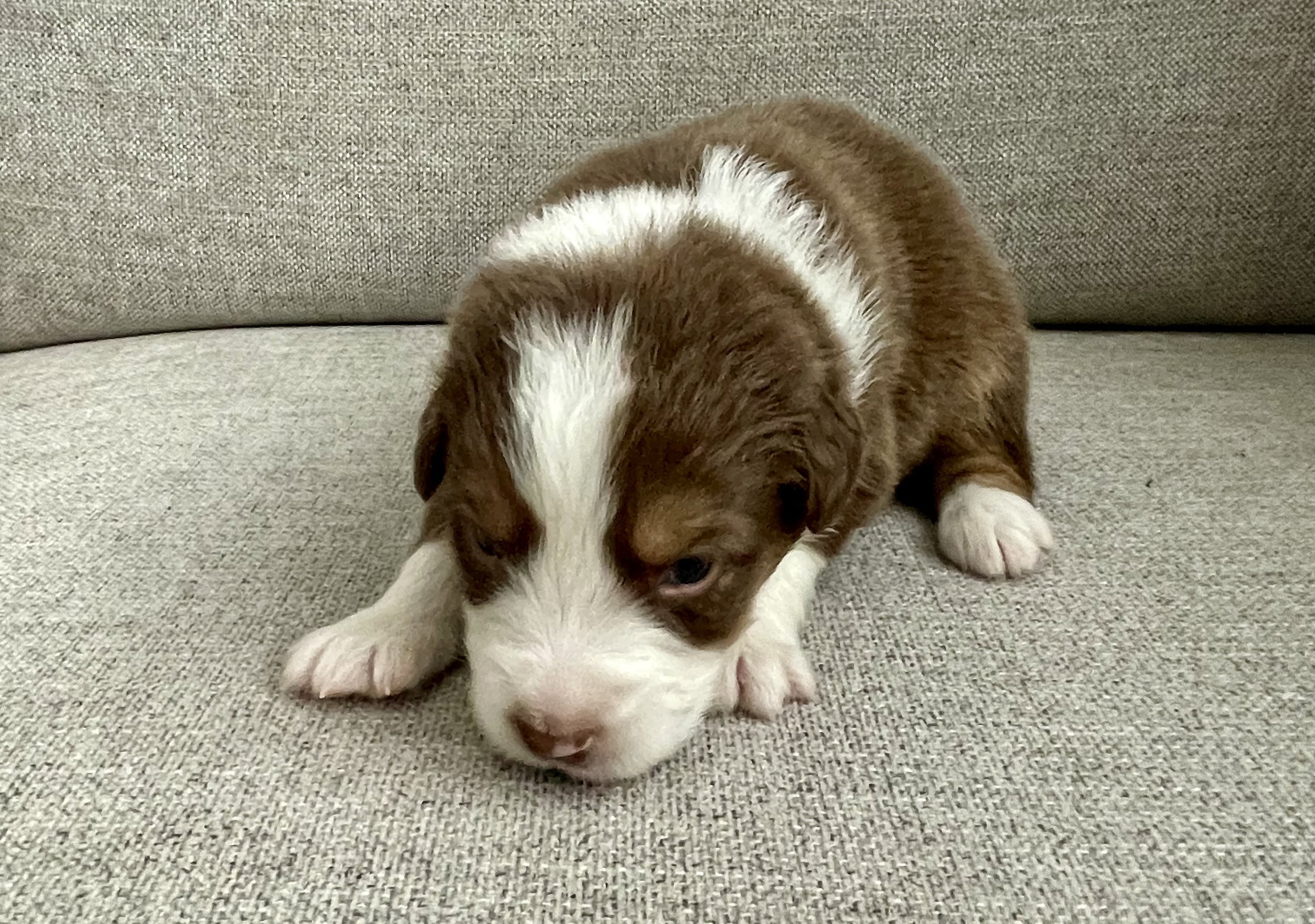 Blue Merle Black Tri Red Tri Red Merle Puppies AKC — Canyon Ridge ...
