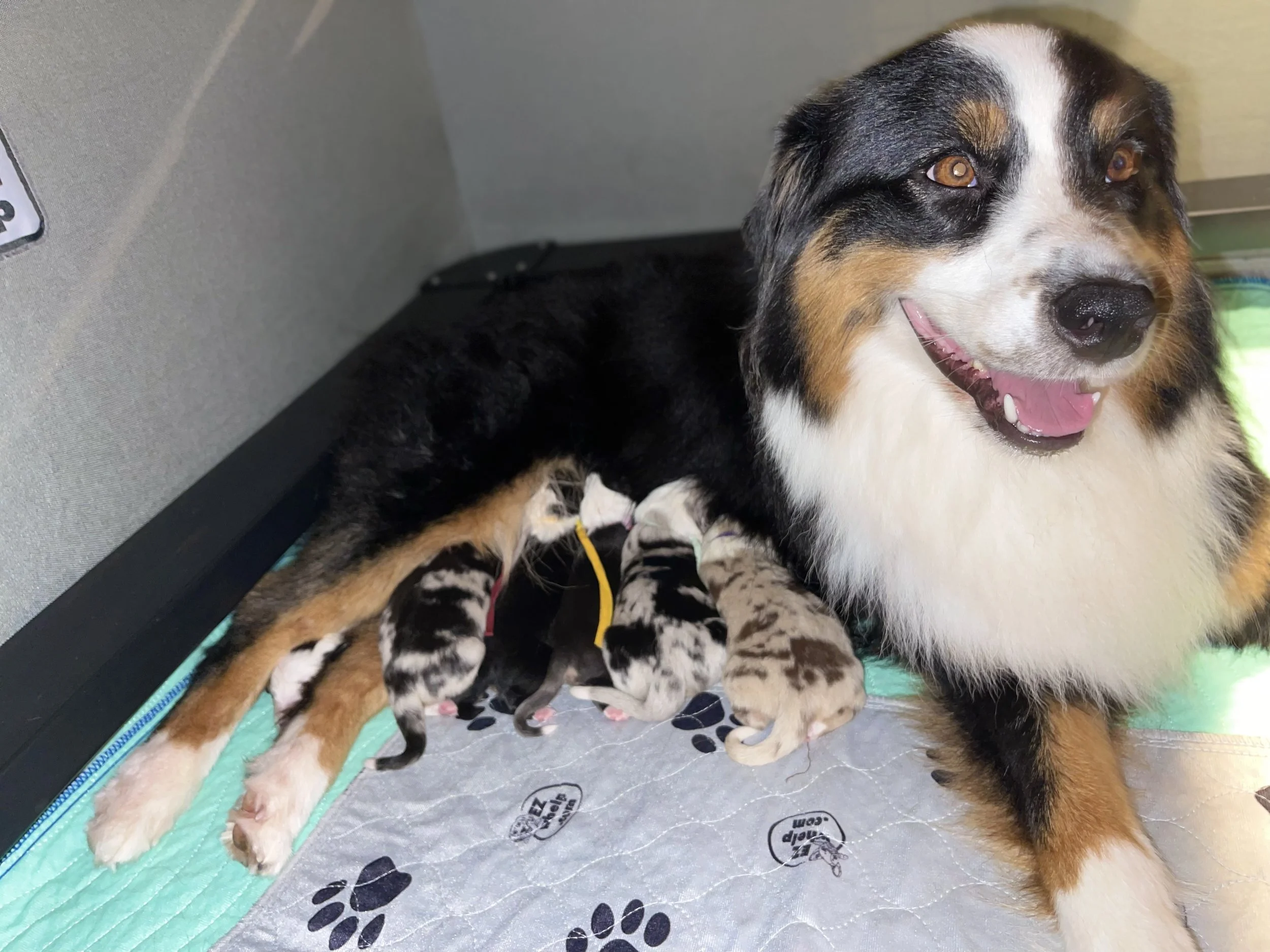Blue Merle Black Tri Red Tri Red Merle Puppies ASCA AKC OFA Health ...