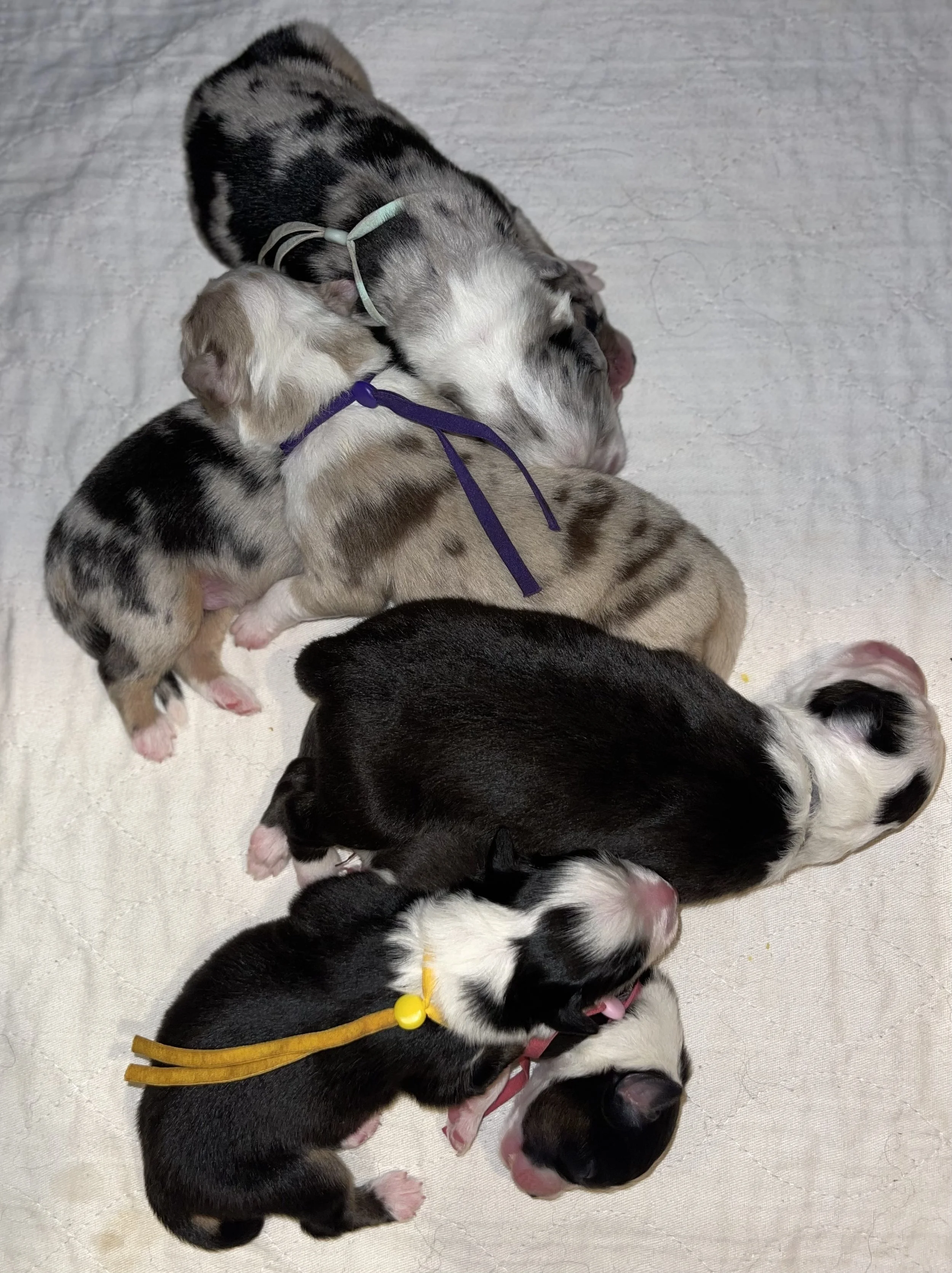 Blue Merle Black Tri Red Tri Red Merle Puppies ASCA AKC OFA Health ...