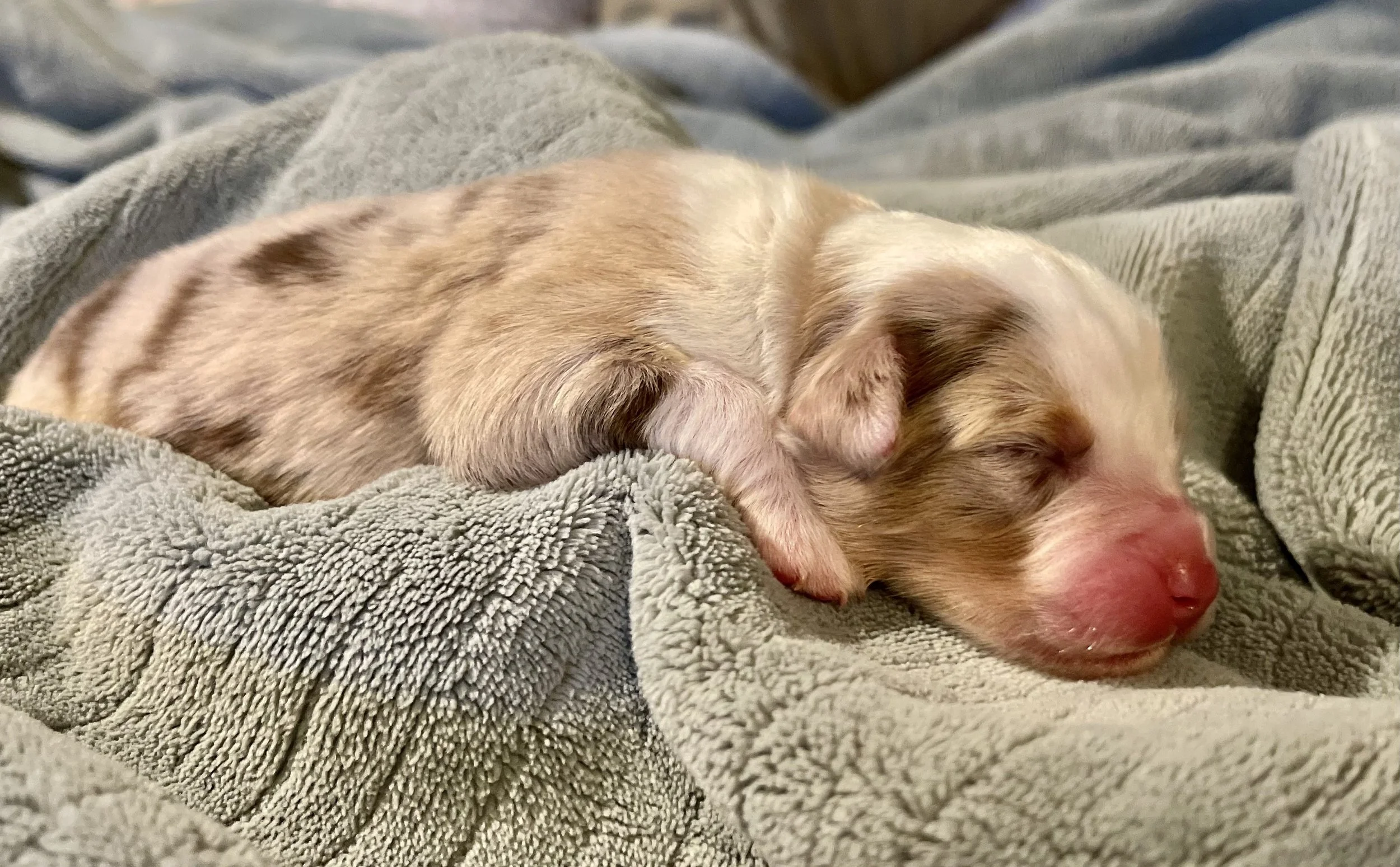 Blue Merle Black Tri Red Tri Red Merle Puppies ASCA AKC OFA Health ...